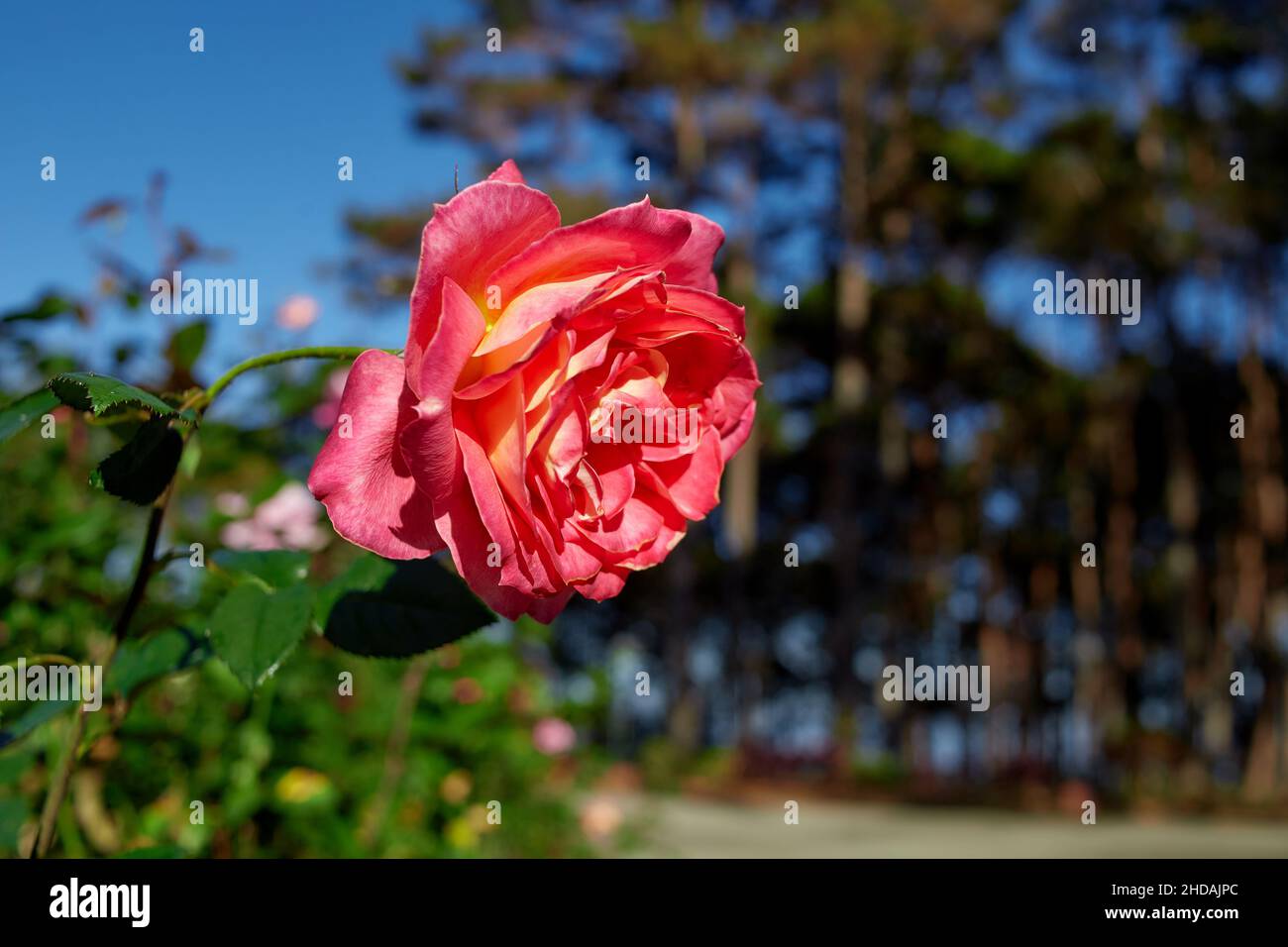 Blooming rose flower hi-res stock photography and images - Alamy