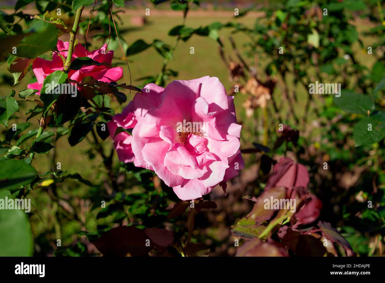 Beautiful blooming pink rose hi-res stock photography and images - Alamy