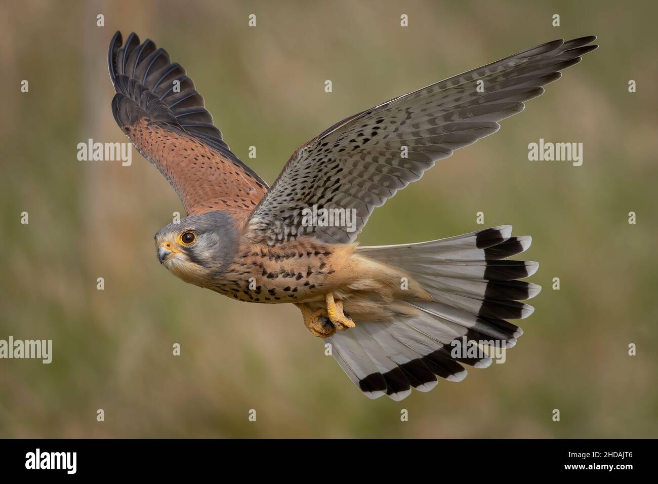 Scenic view of a male kestrel flying on a blurred background Stock ...