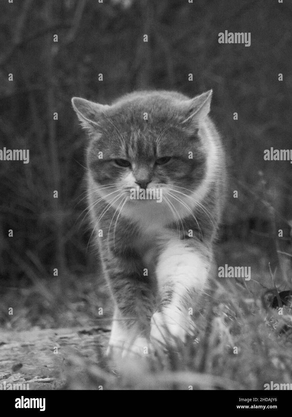 Cat walk Black and White Stock Photos & Images - Alamy
