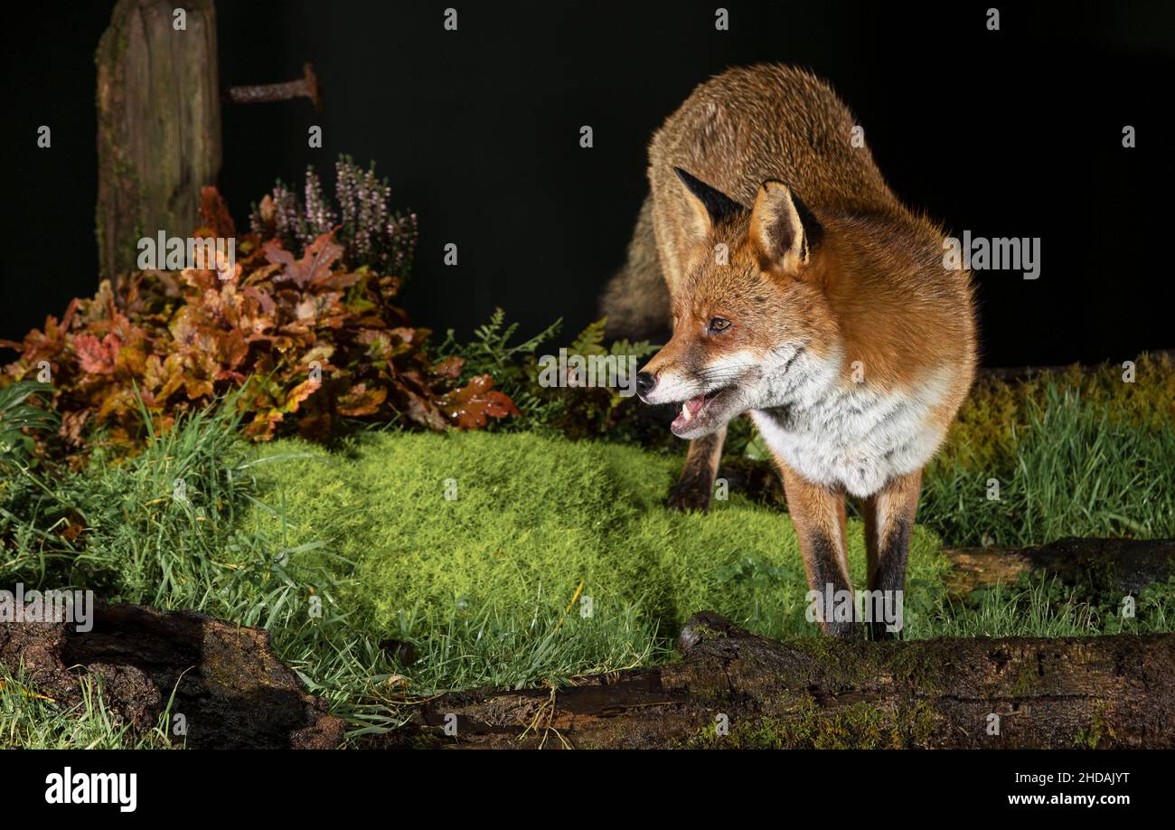 Scenic view of a red fox in the woods on a dark background Stock Photo ...