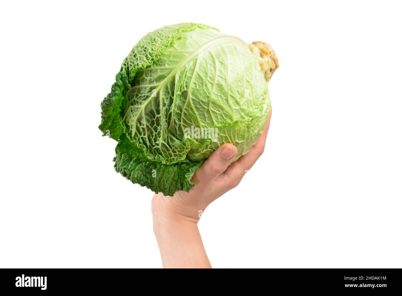 Green cabbage isolated on white background. In woman hands Stock Photo ...