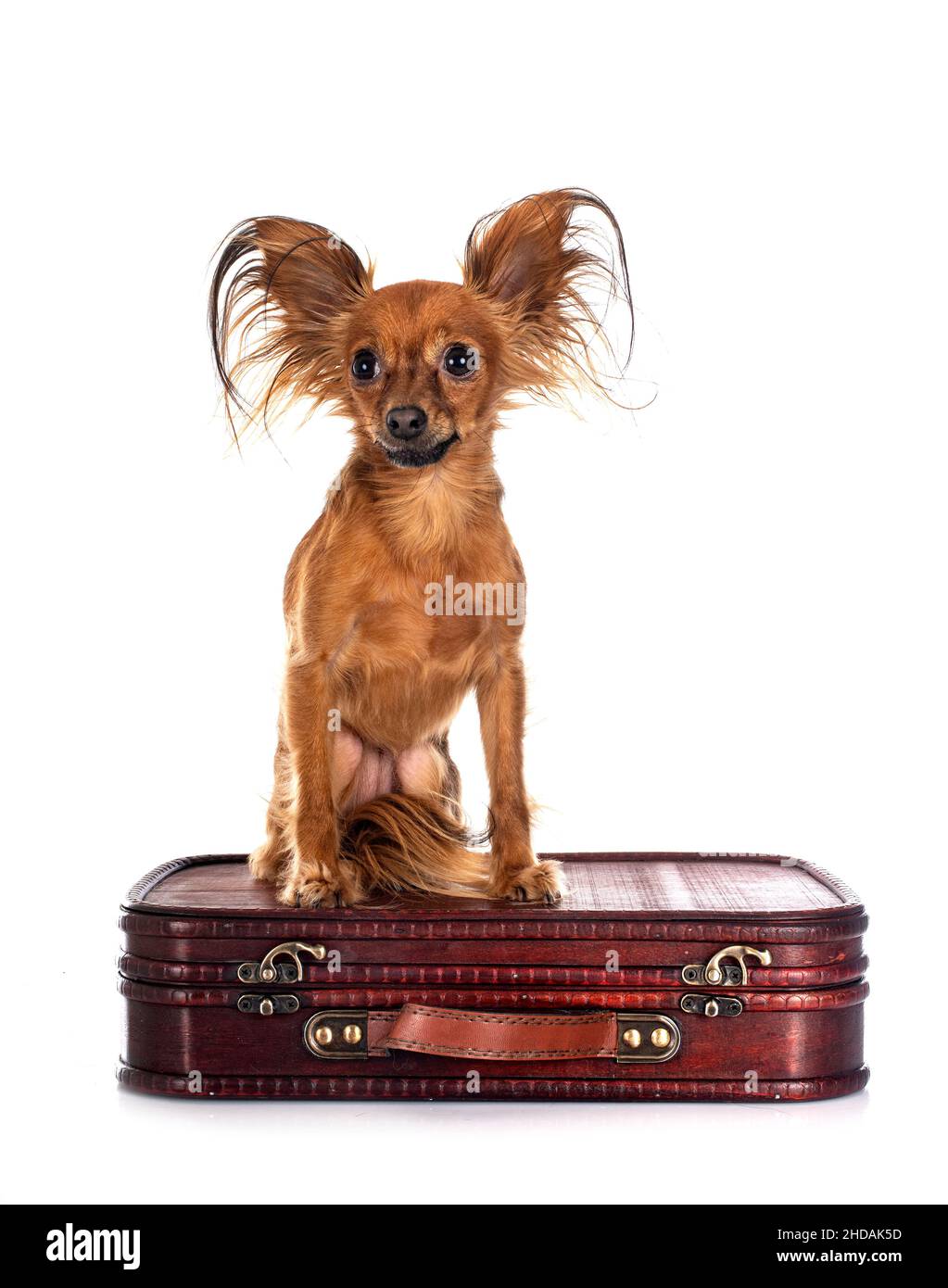 Russkiy Toy in front of white background Stock Photo - Alamy