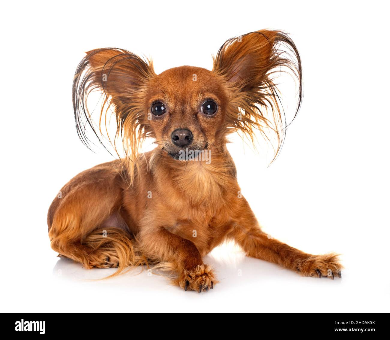 Russkiy Toy in front of white background Stock Photo - Alamy