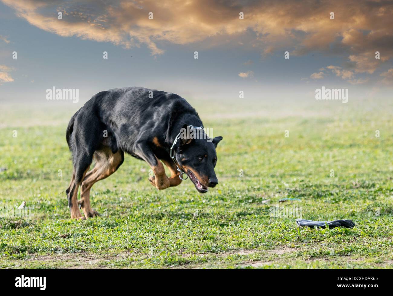 Dog biting at back hi-res stock photography and images - Alamy