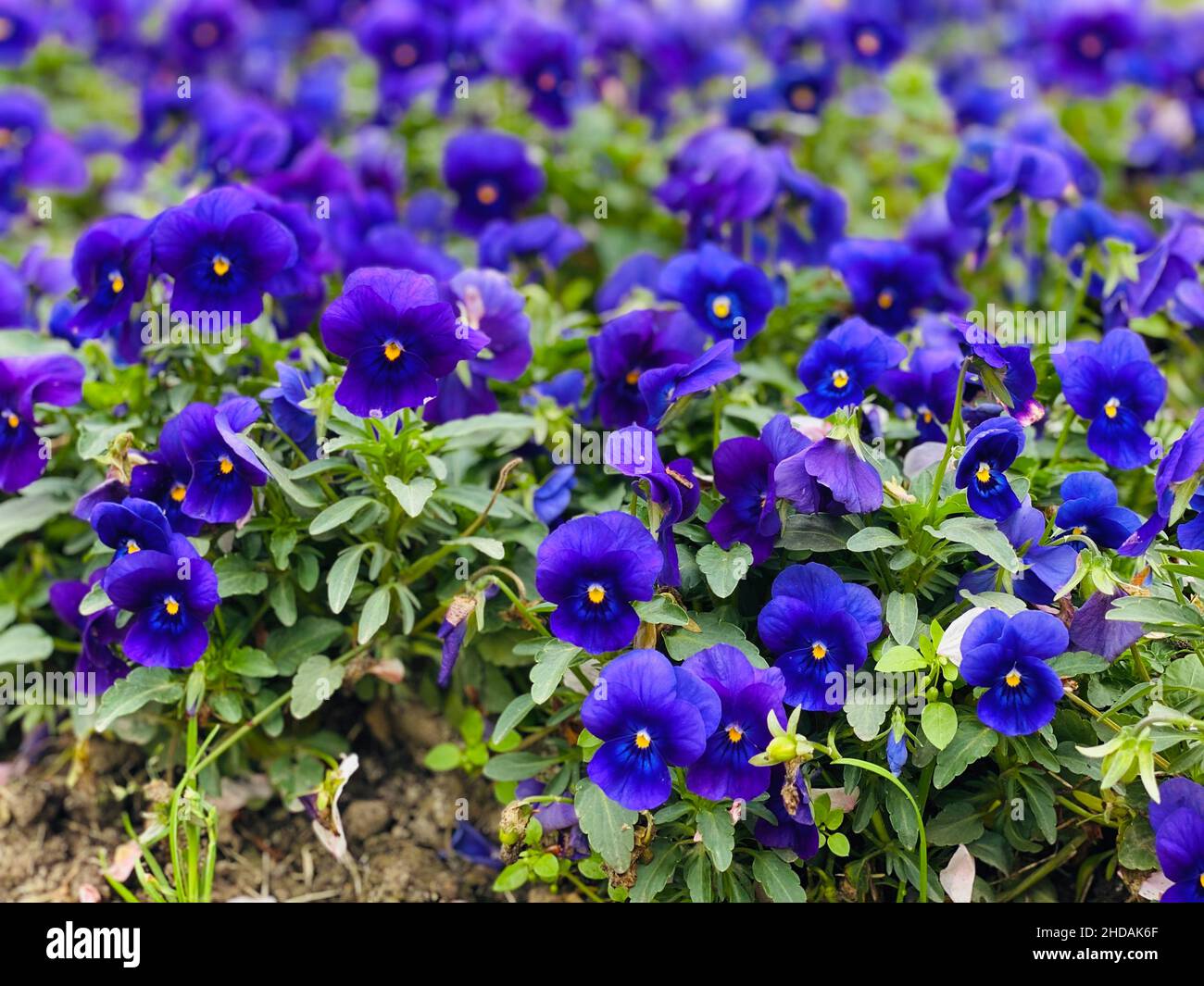 Field of violets hi-res stock photography and images - Alamy
