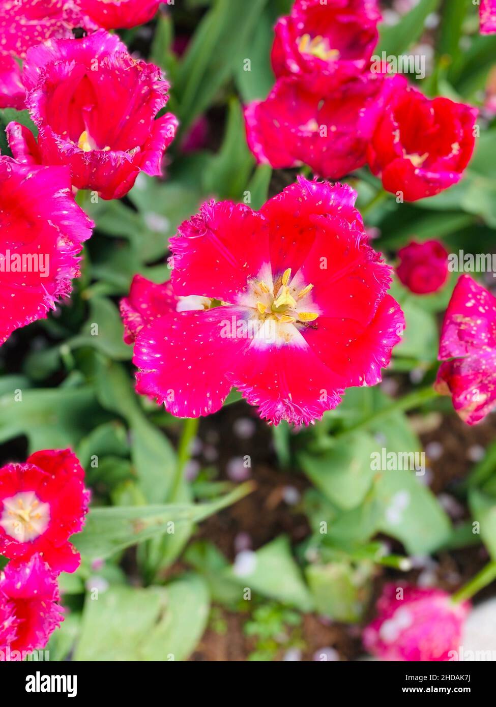 Closeup blooming dark pink hi-res stock photography and images - Alamy