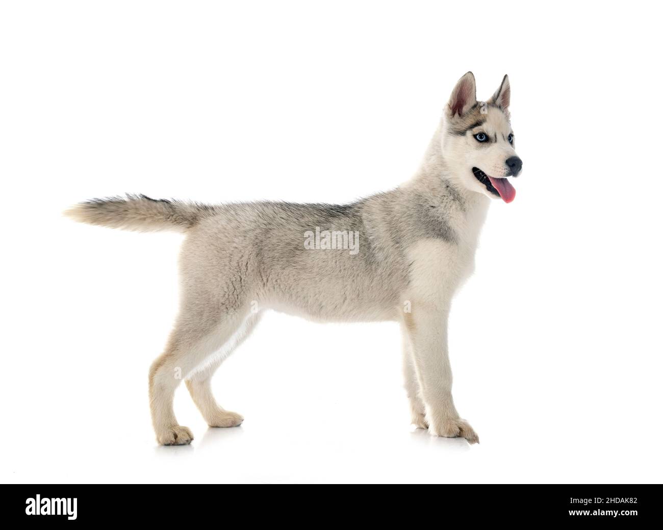 puppy Siberian Husky in front of white background Stock Photo - Alamy