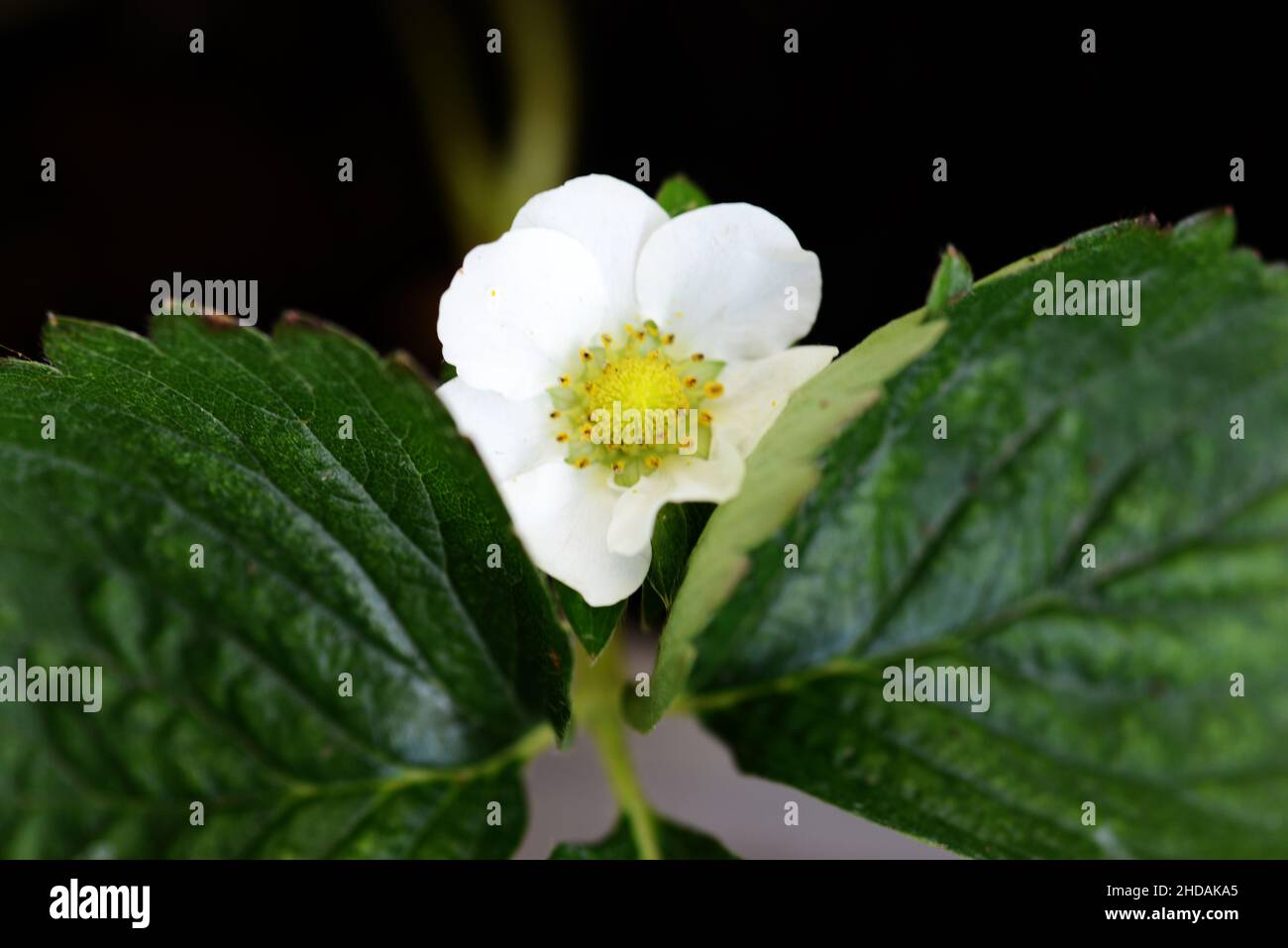 Strawberry white flower hi-res stock photography and images - Alamy