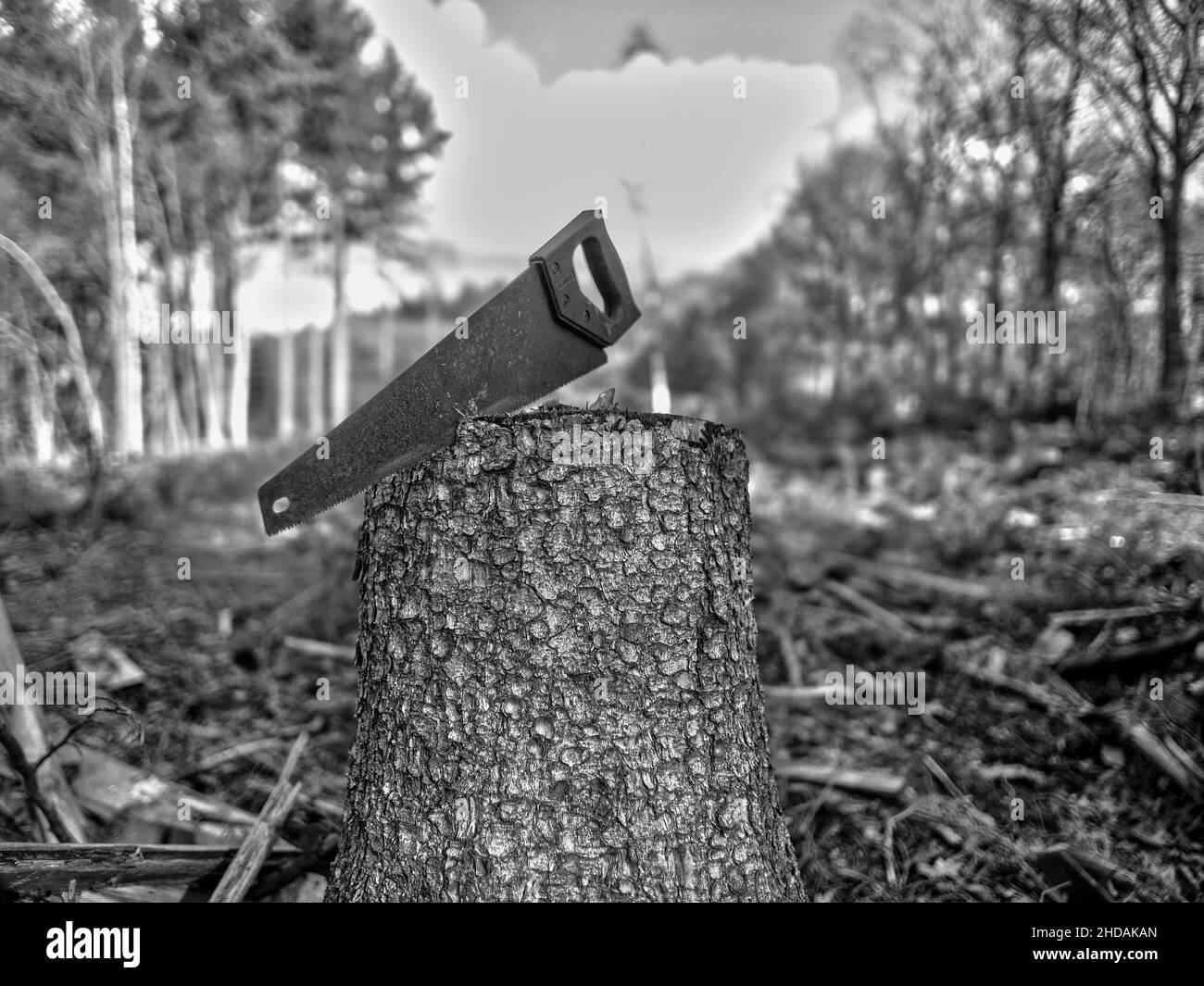 Deforestation forest Black and White Stock Photos & Images - Alamy