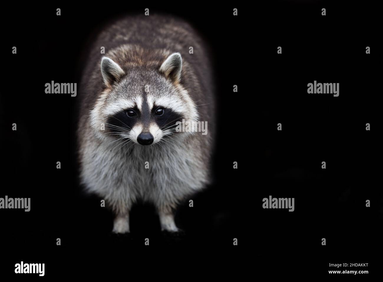 Raccoon with a black background Stock Photo - Alamy