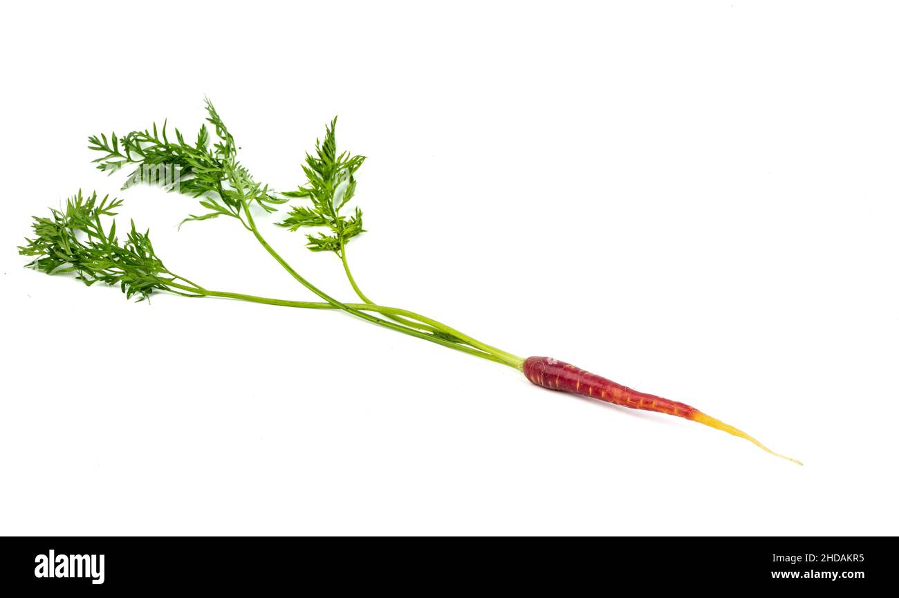 Freshly harvested mini red carrots on isolated white background Stock ...
