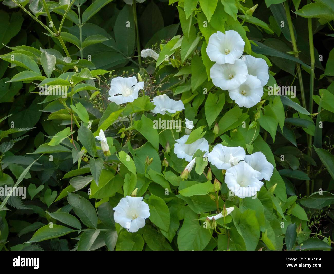 blühende Zaunwinde, Calystegia sepium / flowering Bindweed, Calystegia ...