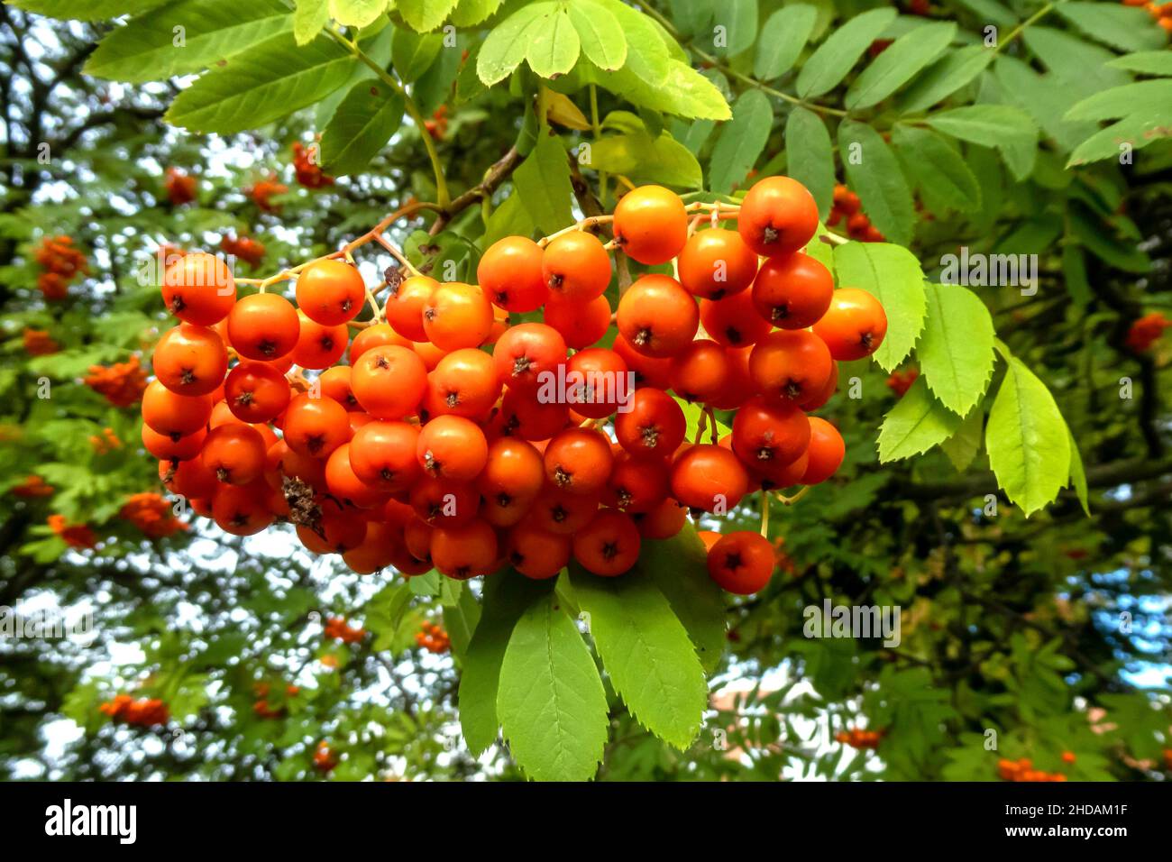 Vogelbeerbaum mit Beeren, Sorbus aucuparia / Rowan tree with berries ...