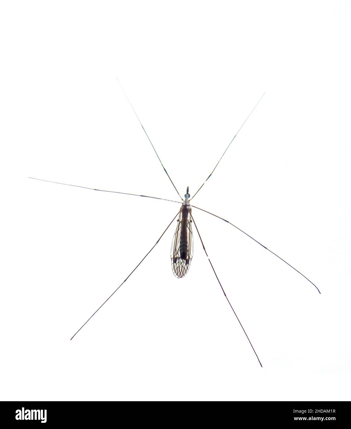 Schnake am Fenster, Tipula sp. / Crane Fly on window, Tipula sp Stock ...