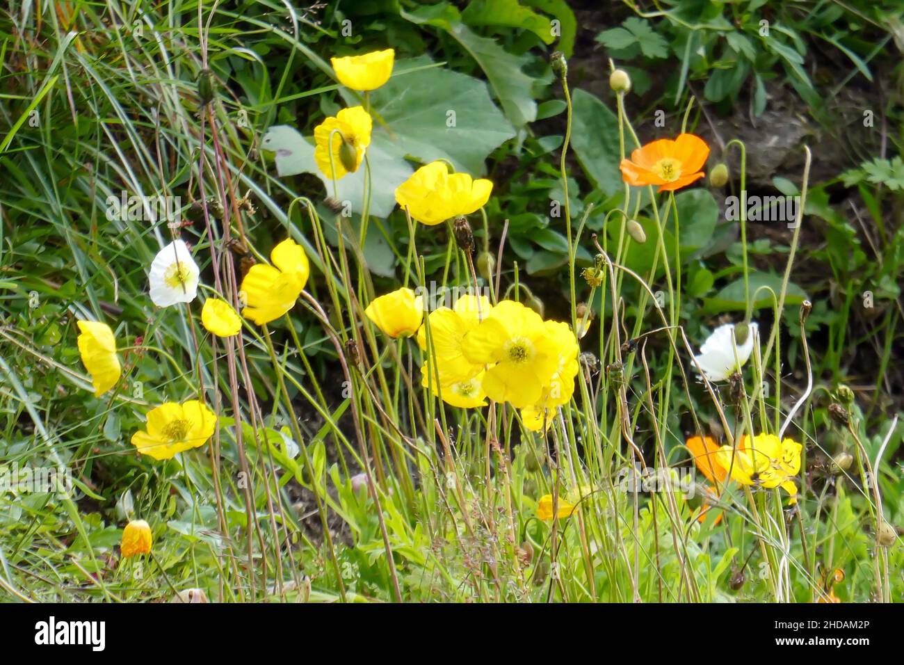 drei Arten von Polarmohn, Papaver sp. / three kinds of Polar Poppy ...