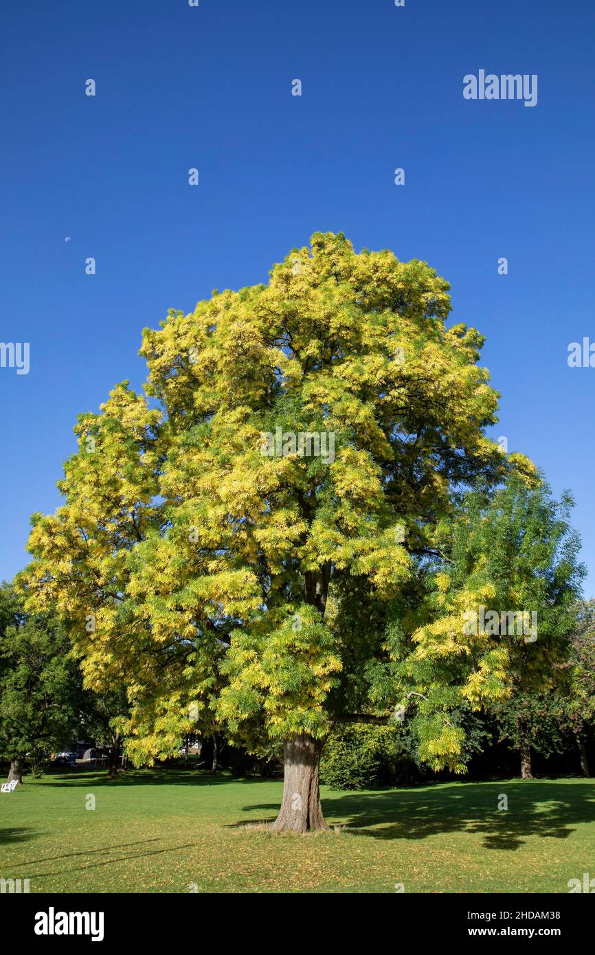 Herbst auf den Alsterwiesen / autumn on Alster meadows Stock Photo - Alamy