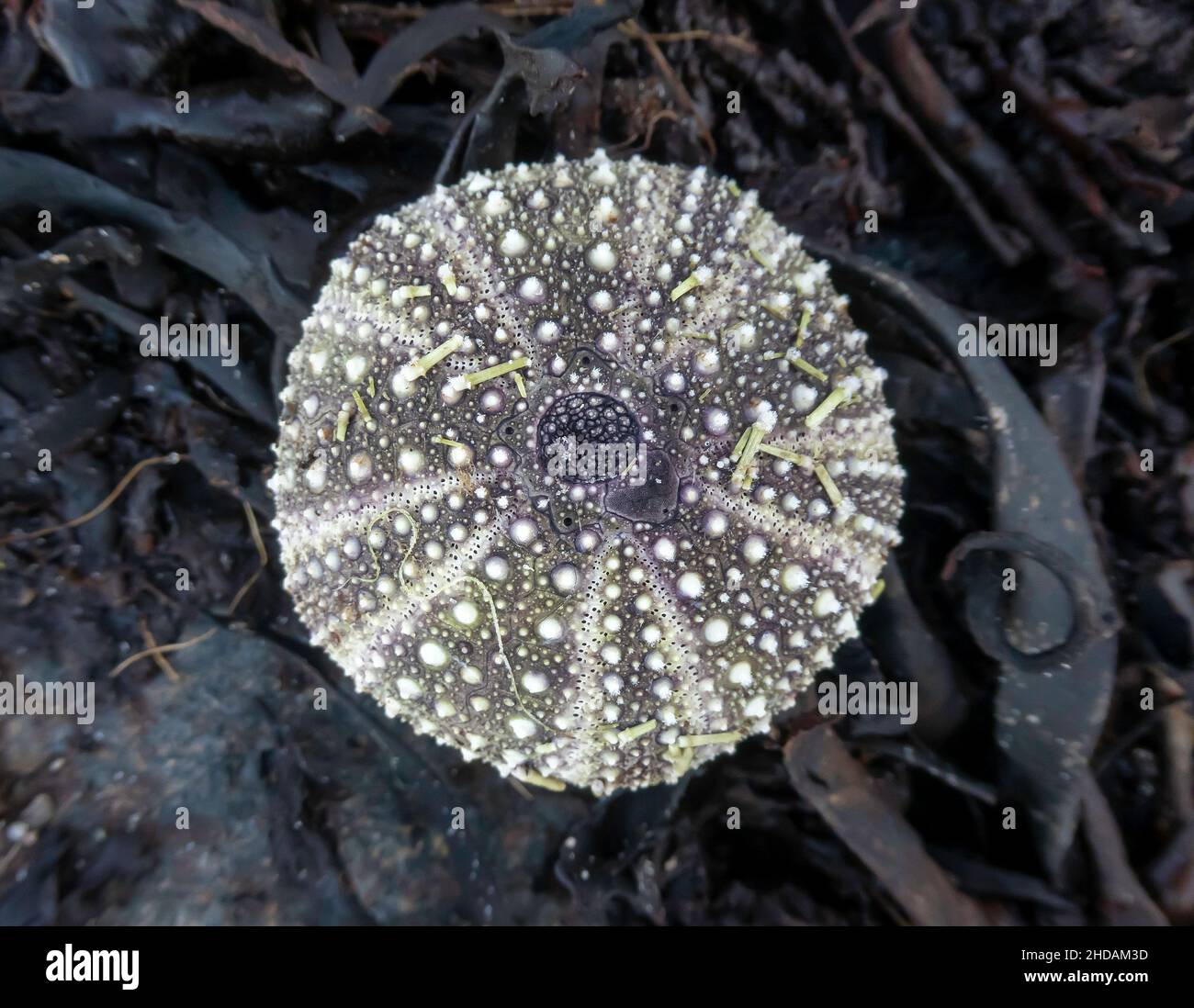 Seeigel schale hi-res stock photography and images - Alamy