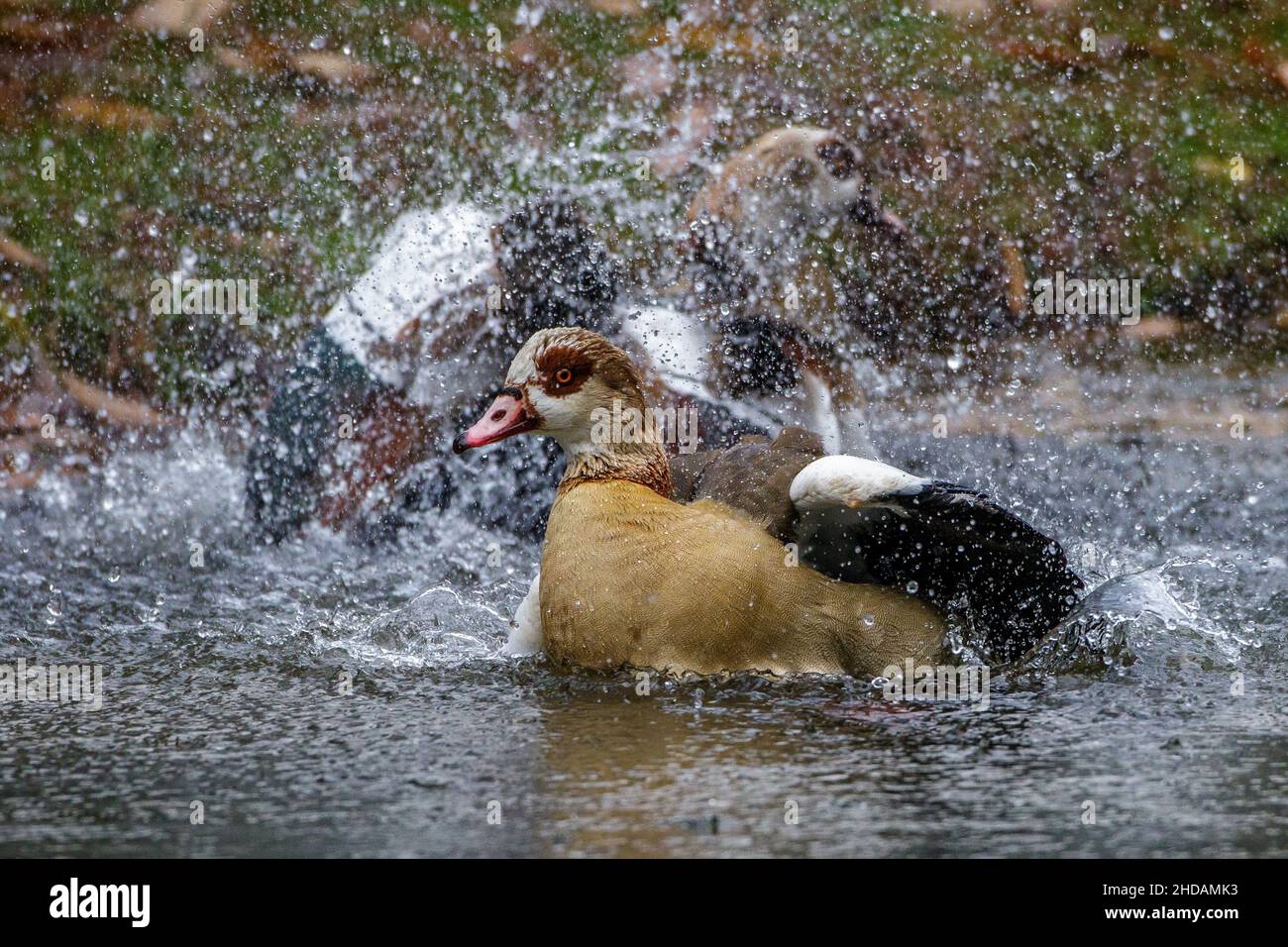 Nilgans (Alopochen aegyptiacus Stock Photo - Alamy