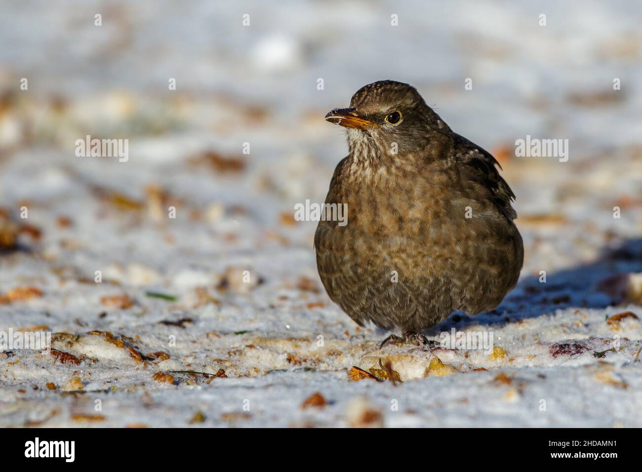 Amsel (Turdus merula) Weibchen Stock Photo - Alamy