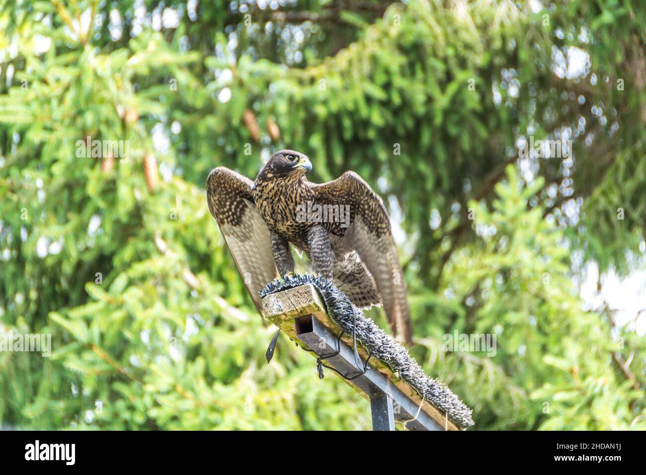 Peales falcon hi-res stock photography and images - Alamy