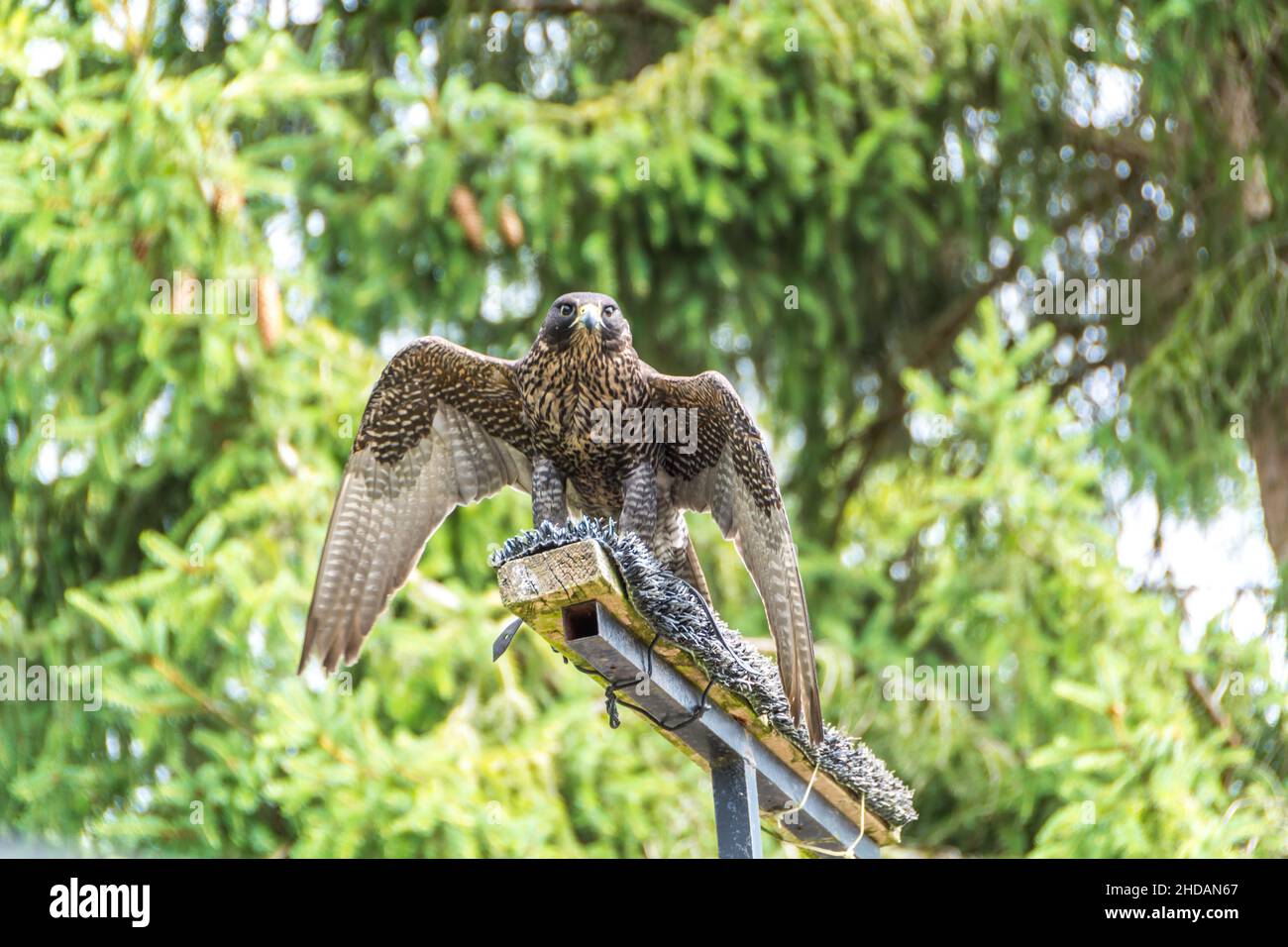 Selective focus shot of a fierce Peale's falcon standing on a metal rod ...