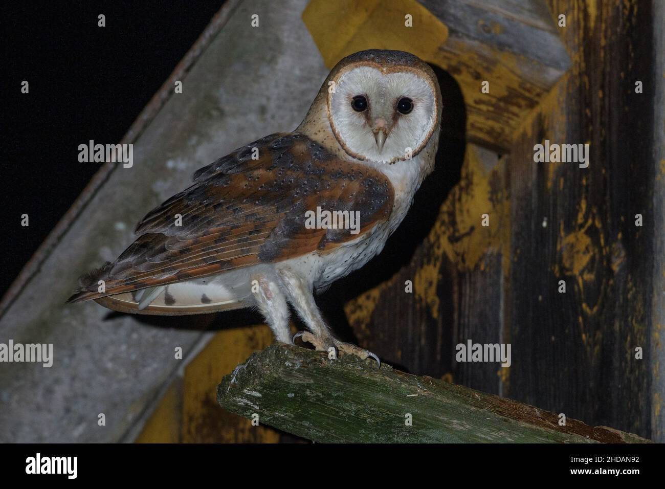 Schleiereule (Tyto alba) am Nistkasten Stock Photo - Alamy