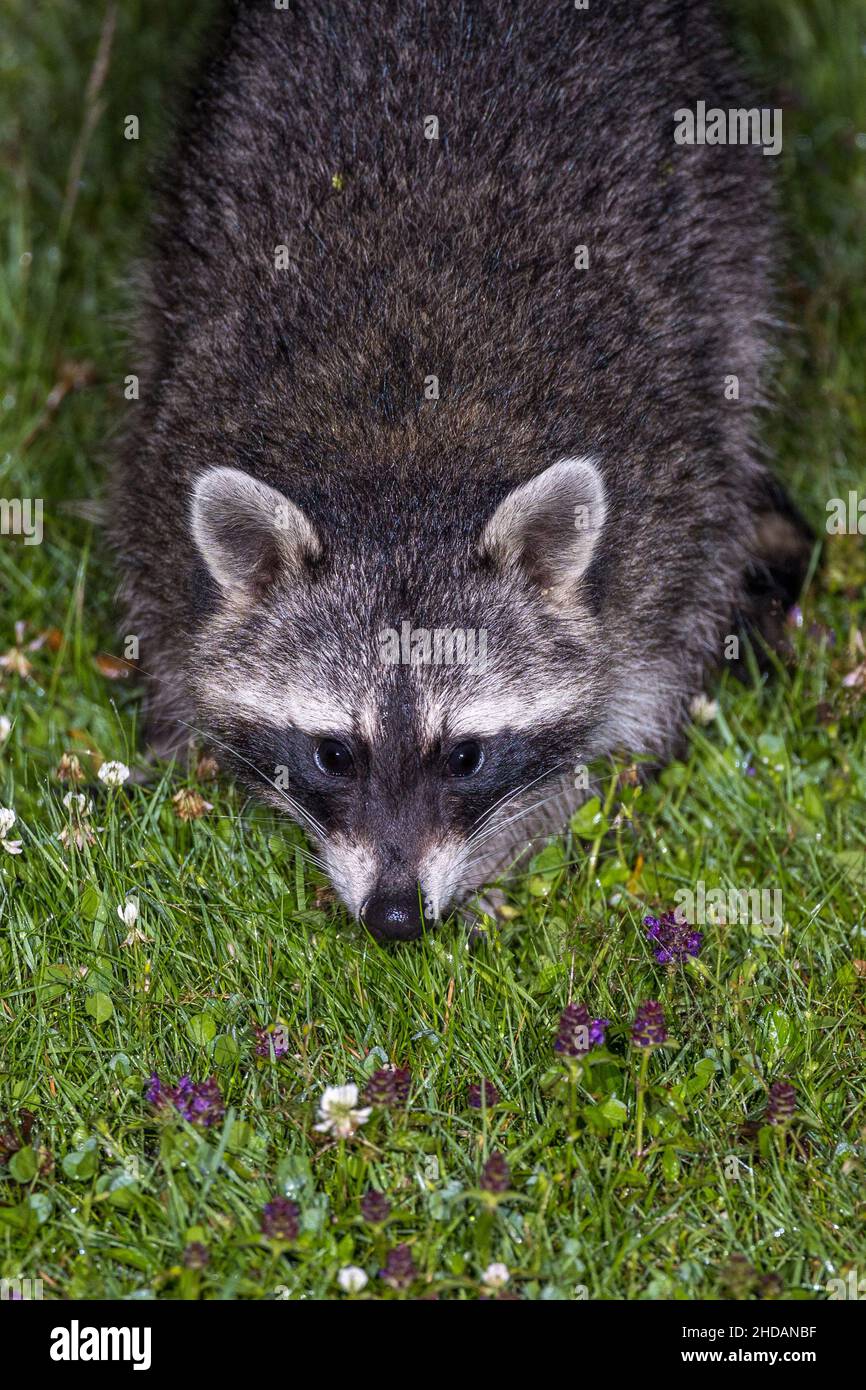 Waschbär (Procyon lotor Stock Photo - Alamy