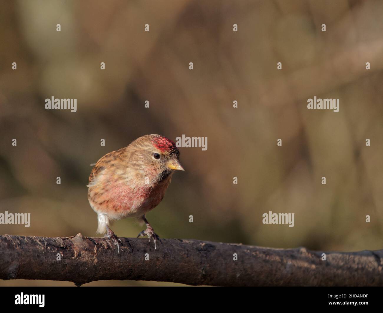 A lesser redpoll (Acanthis cabaret) on a branch at the RSPB Dearne ...
