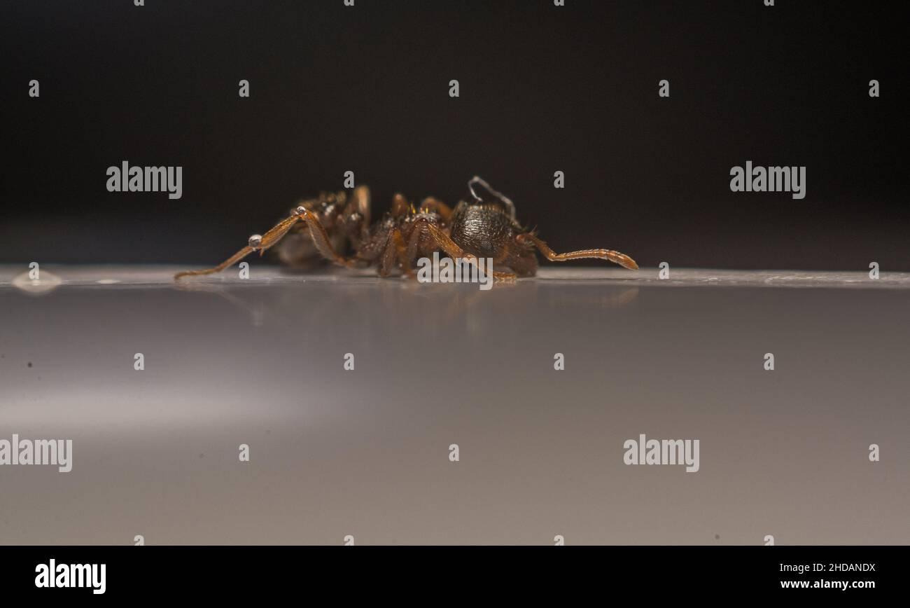 Fuzzy ant hi-res stock photography and images - Alamy
