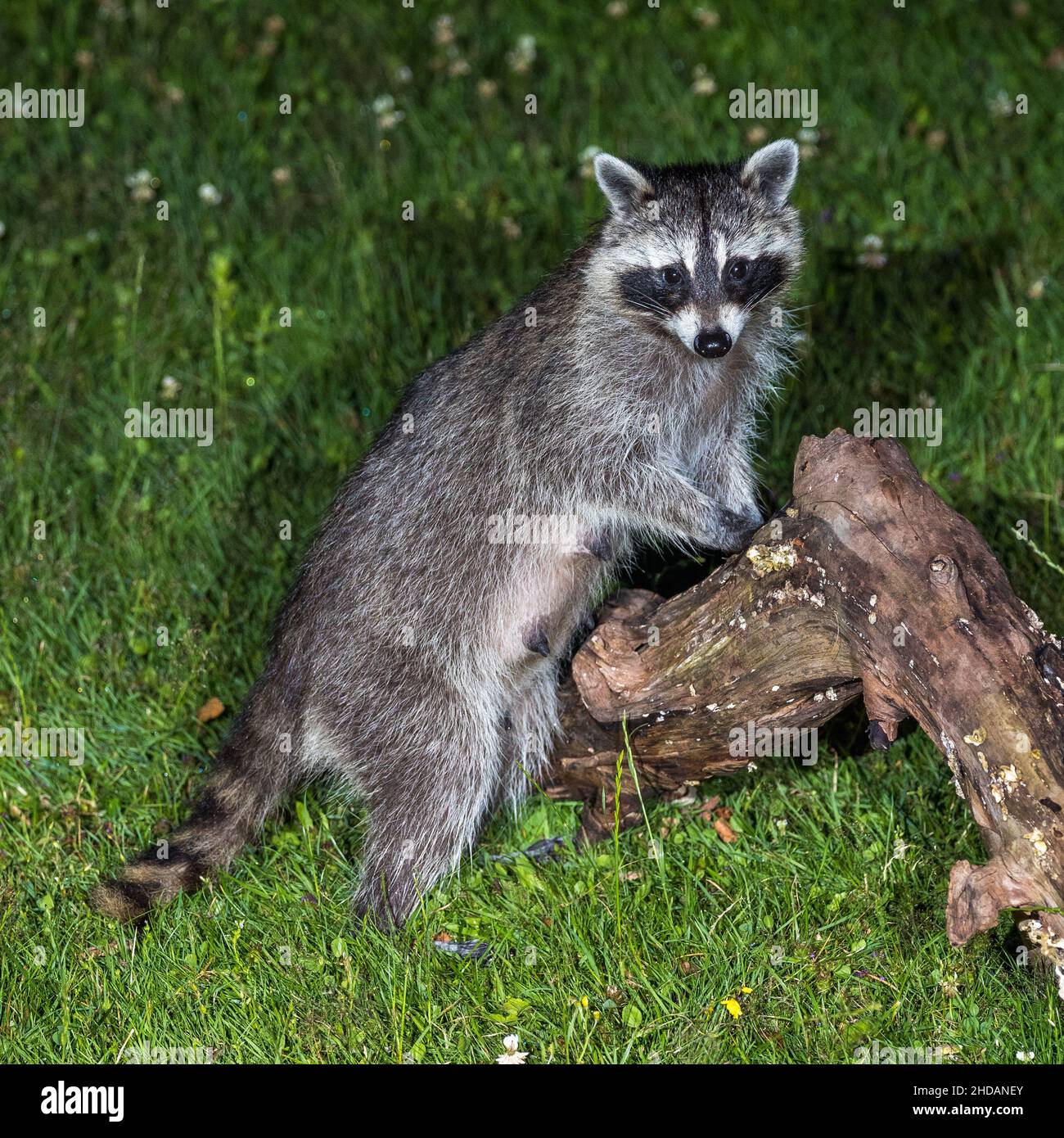 Wunderbar Waschbr Im Garten Anzeichen Fotos