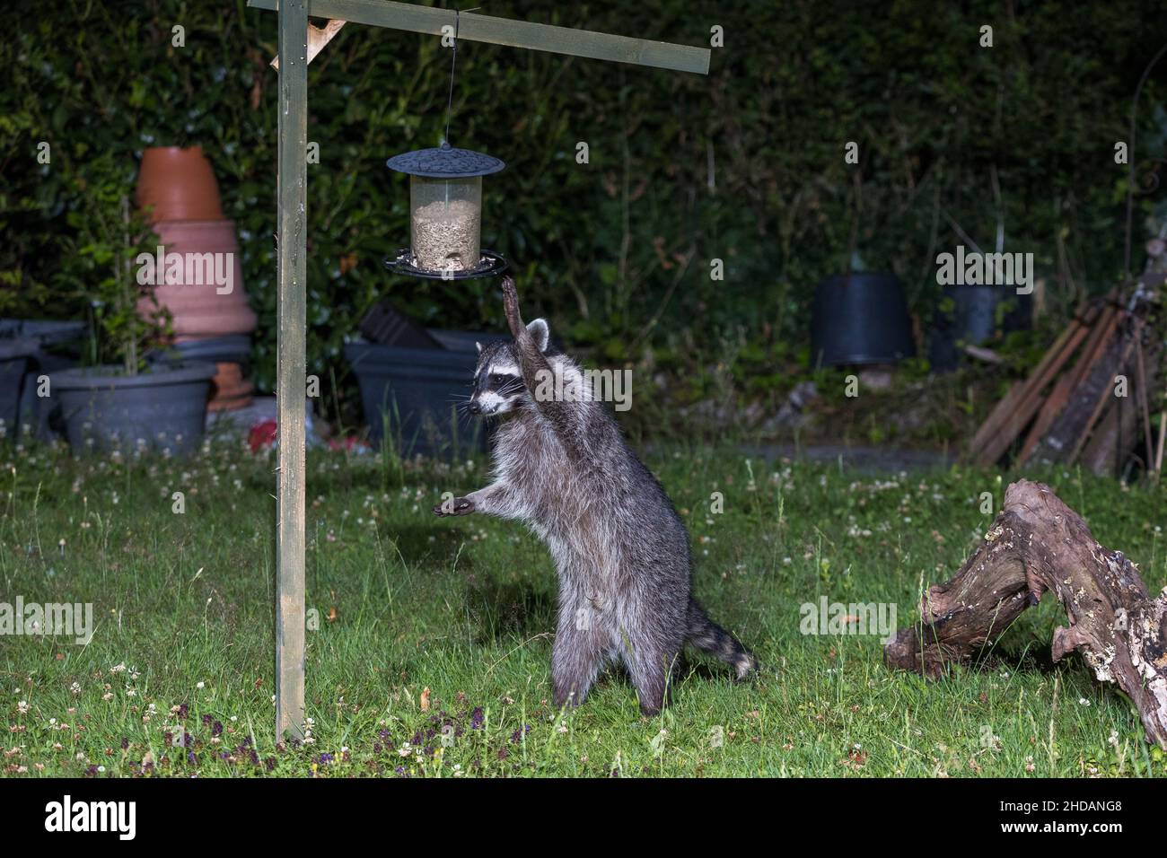 Wunderbar Waschbr Im Garten Anzeichen Fotos