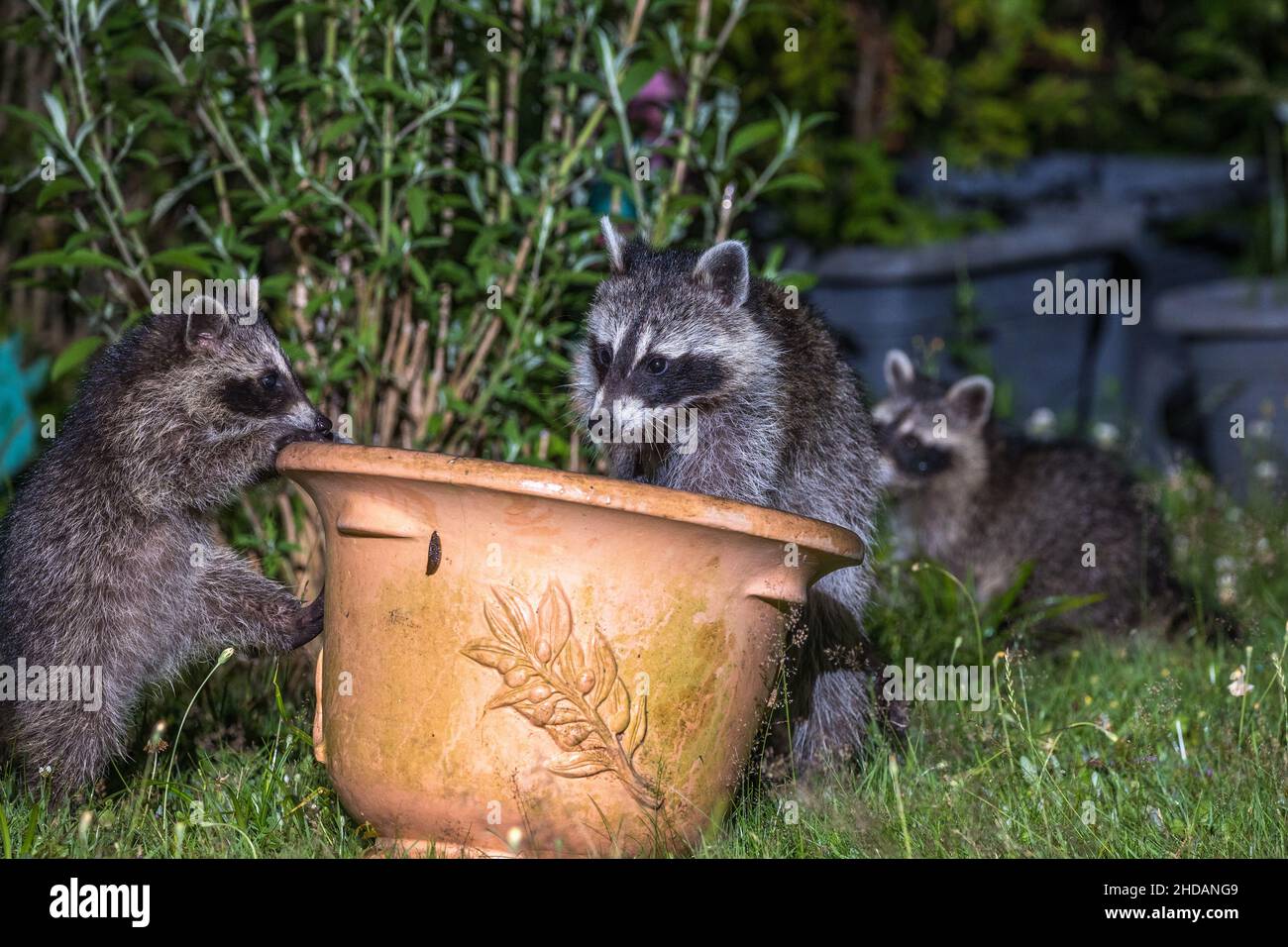Waschbären hi-res stock photography and images - Alamy