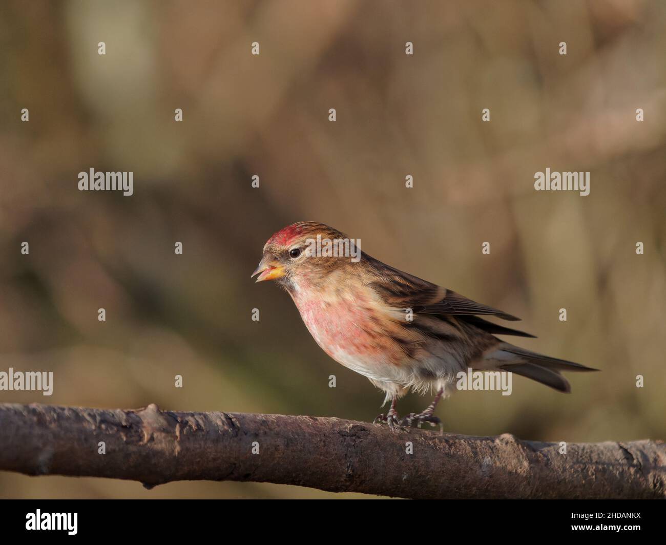 A lesser redpoll (Acanthis cabaret) on a branch at the RSPB Dearne ...