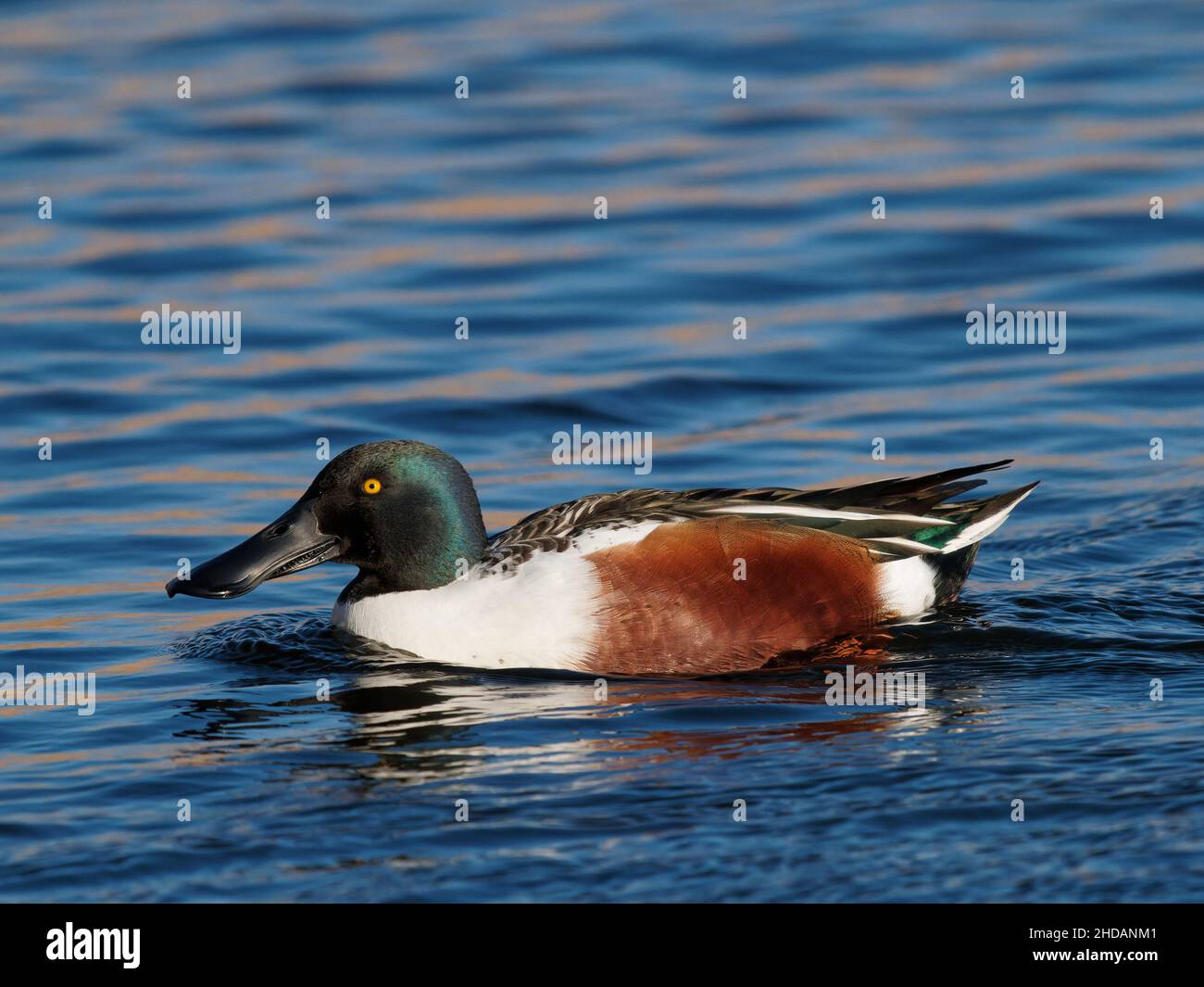 Flying teal at dusk hi-res stock photography and images - Alamy