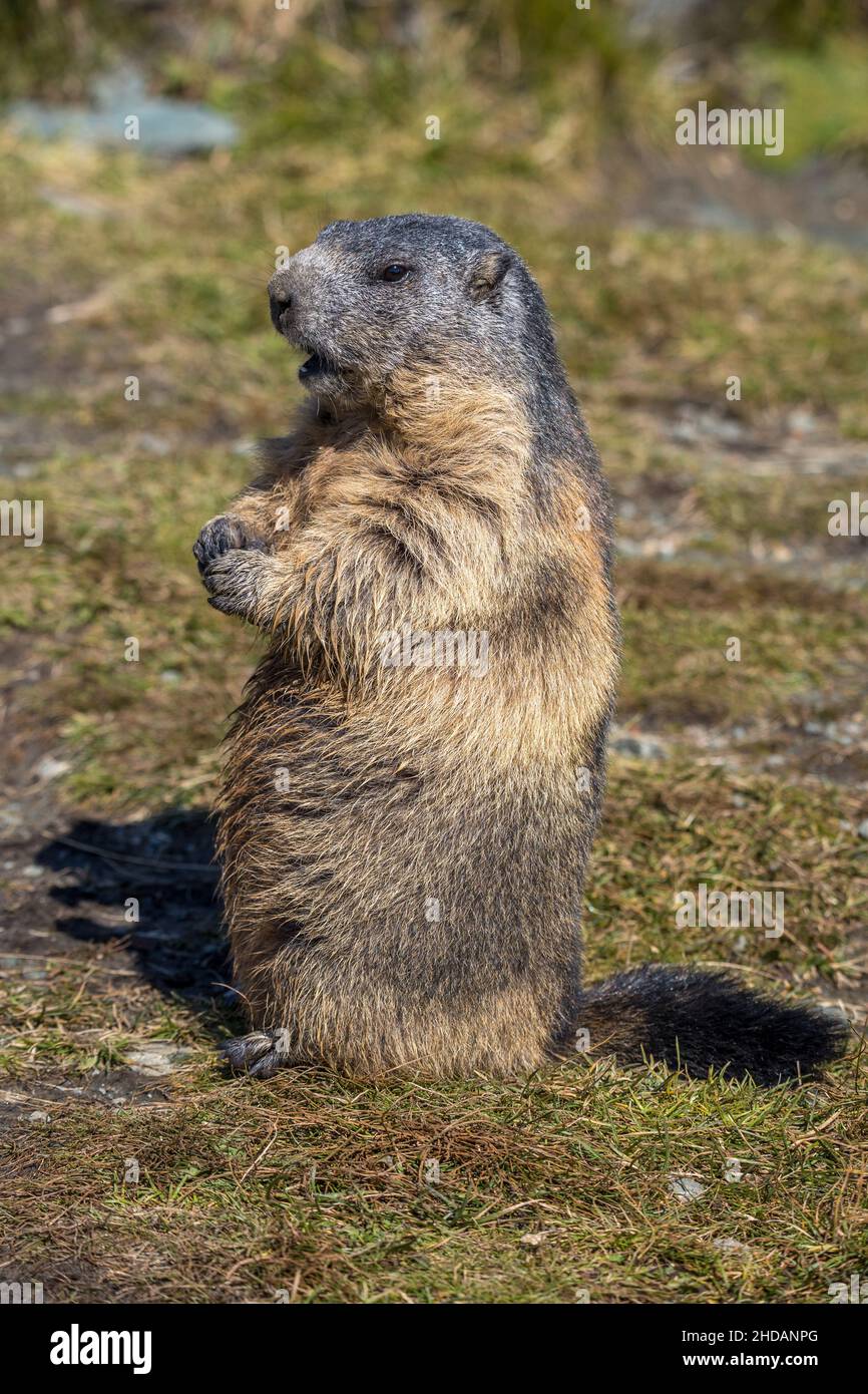 Alpenmurmeltier (Marmota marmota Stock Photo - Alamy
