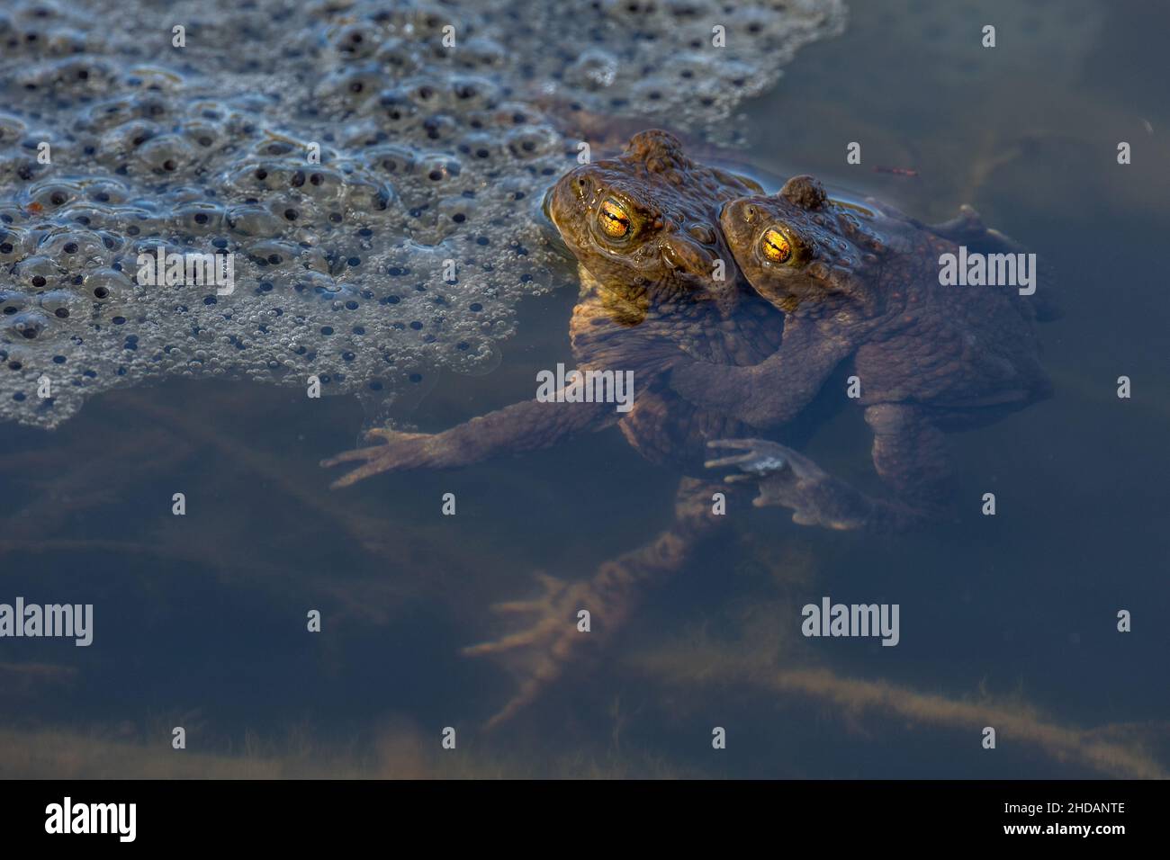 Erdkröte bufo hi-res stock photography and images - Alamy