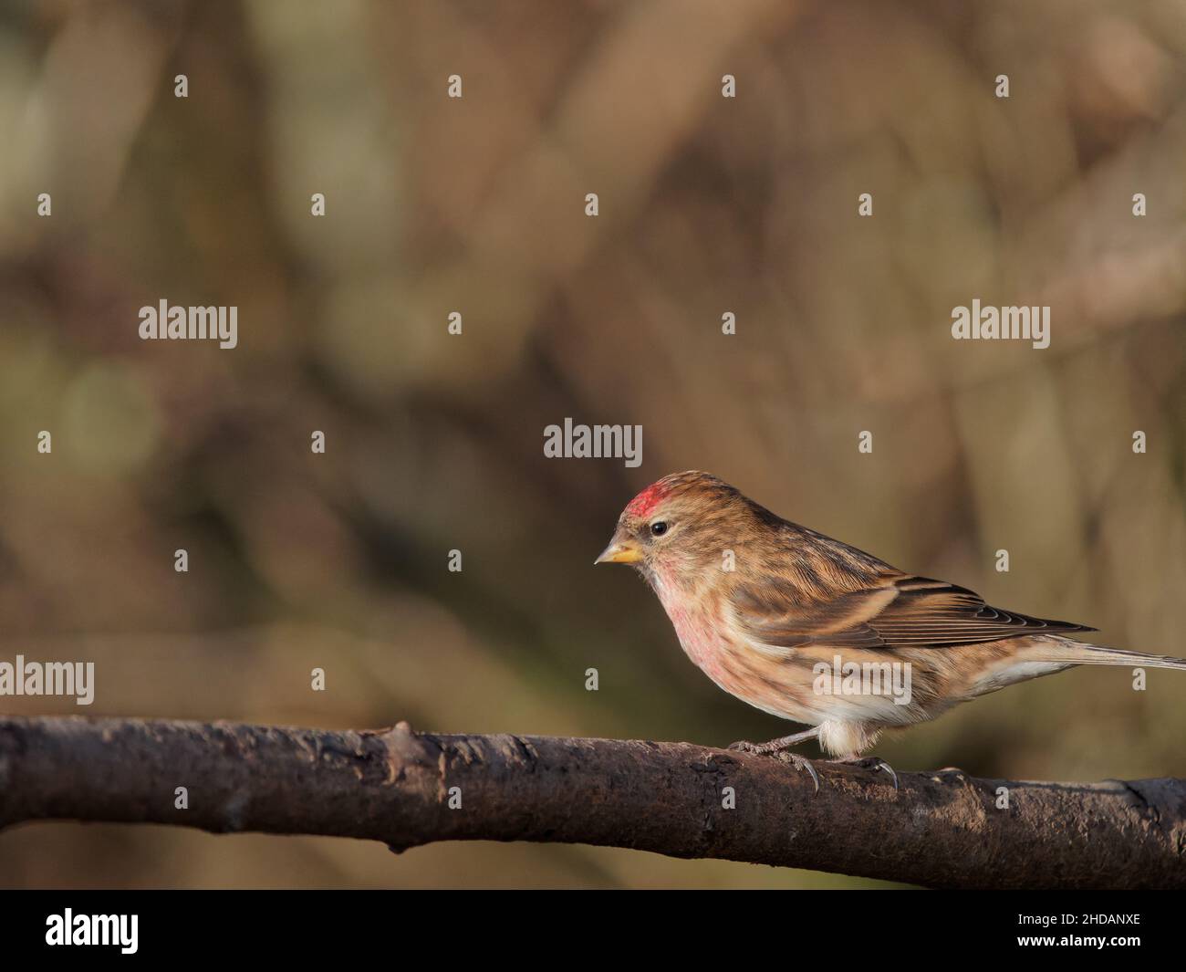 A lesser redpoll (Acanthis cabaret) on a branch at the RSPB Dearne ...