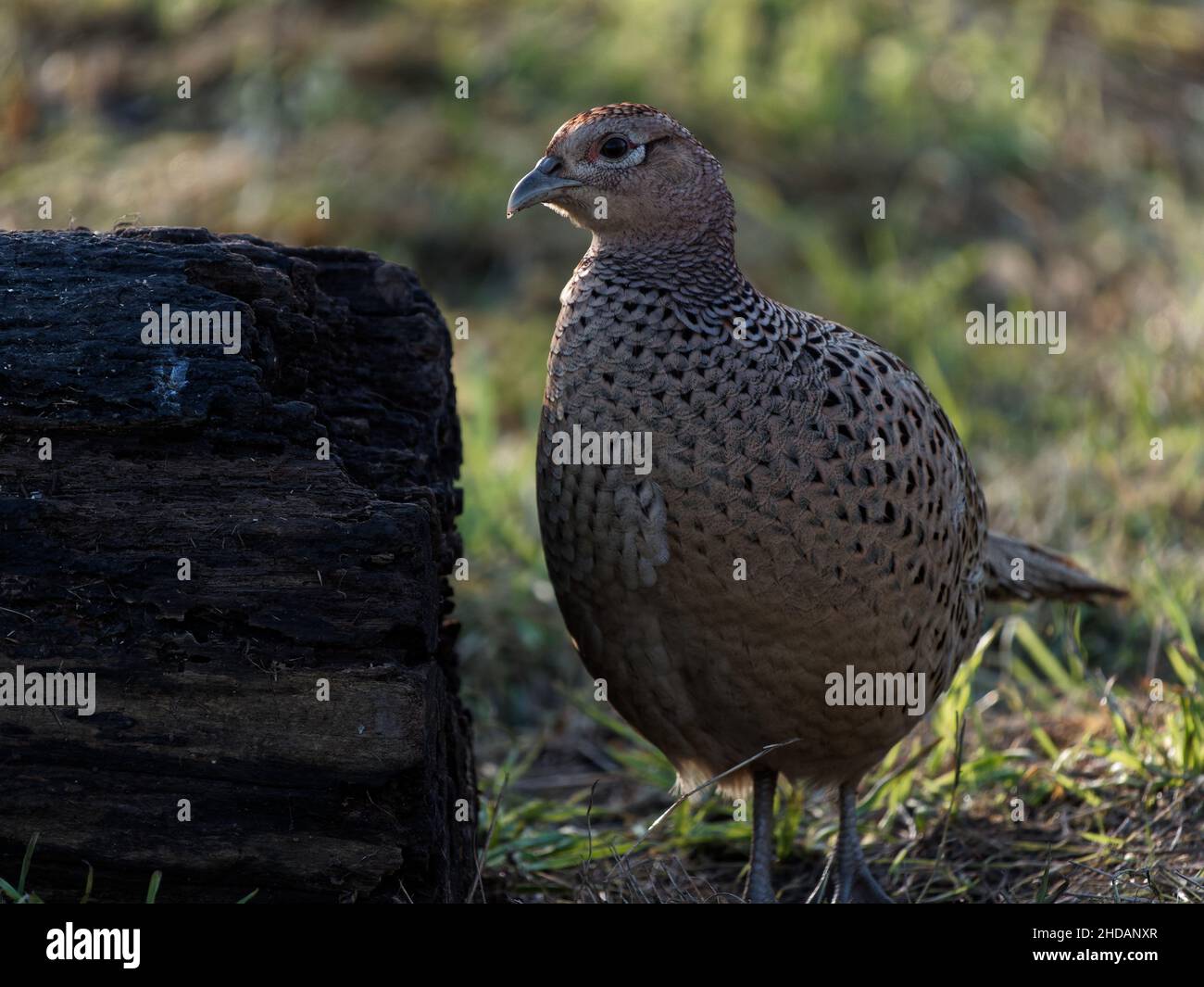A female pheasant (Phasianus colchicus) near a log at the RSPB Dearne ...