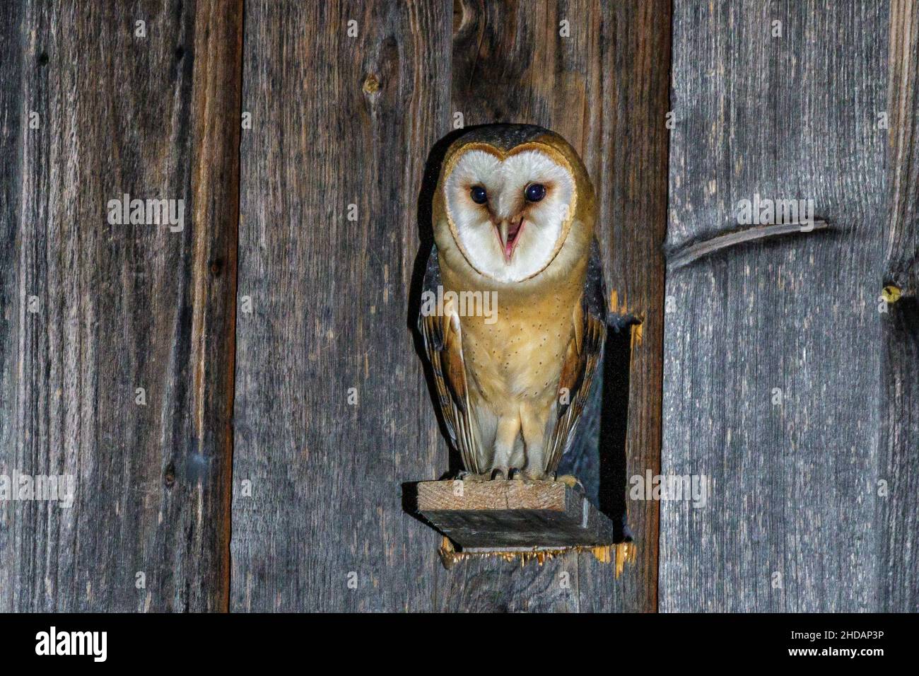 Schleiereule (Tyto alba Stock Photo - Alamy