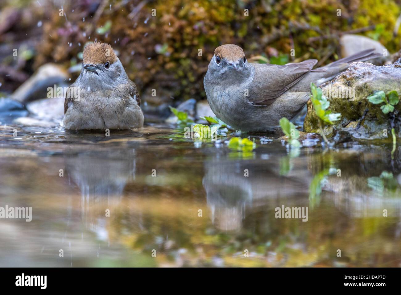 Sylvia atricapilla weiblich hi-res stock photography and images - Alamy