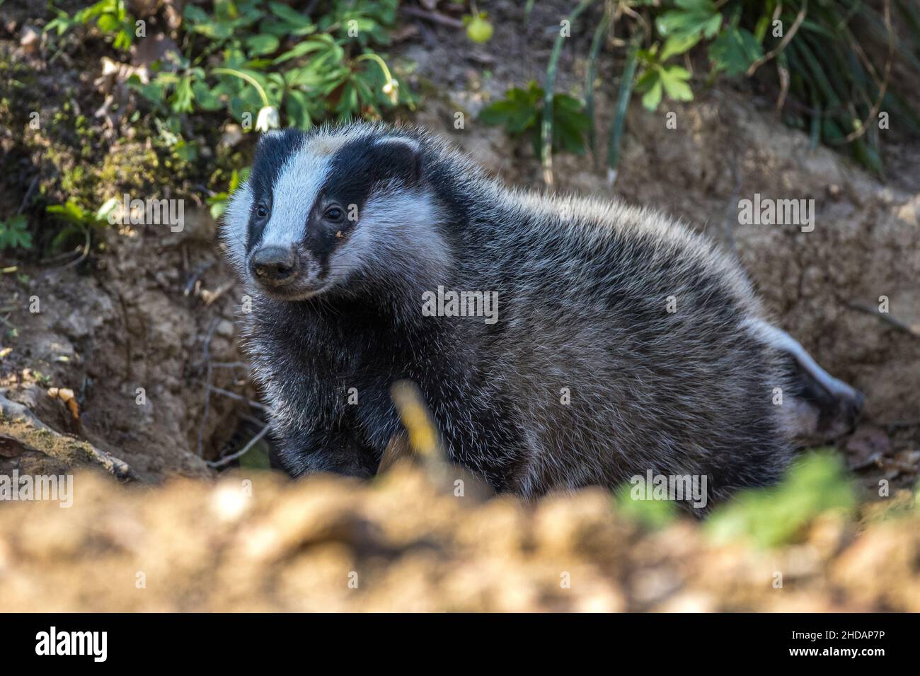Dachs (Meles meles) Jungtier Stock Photo - Alamy