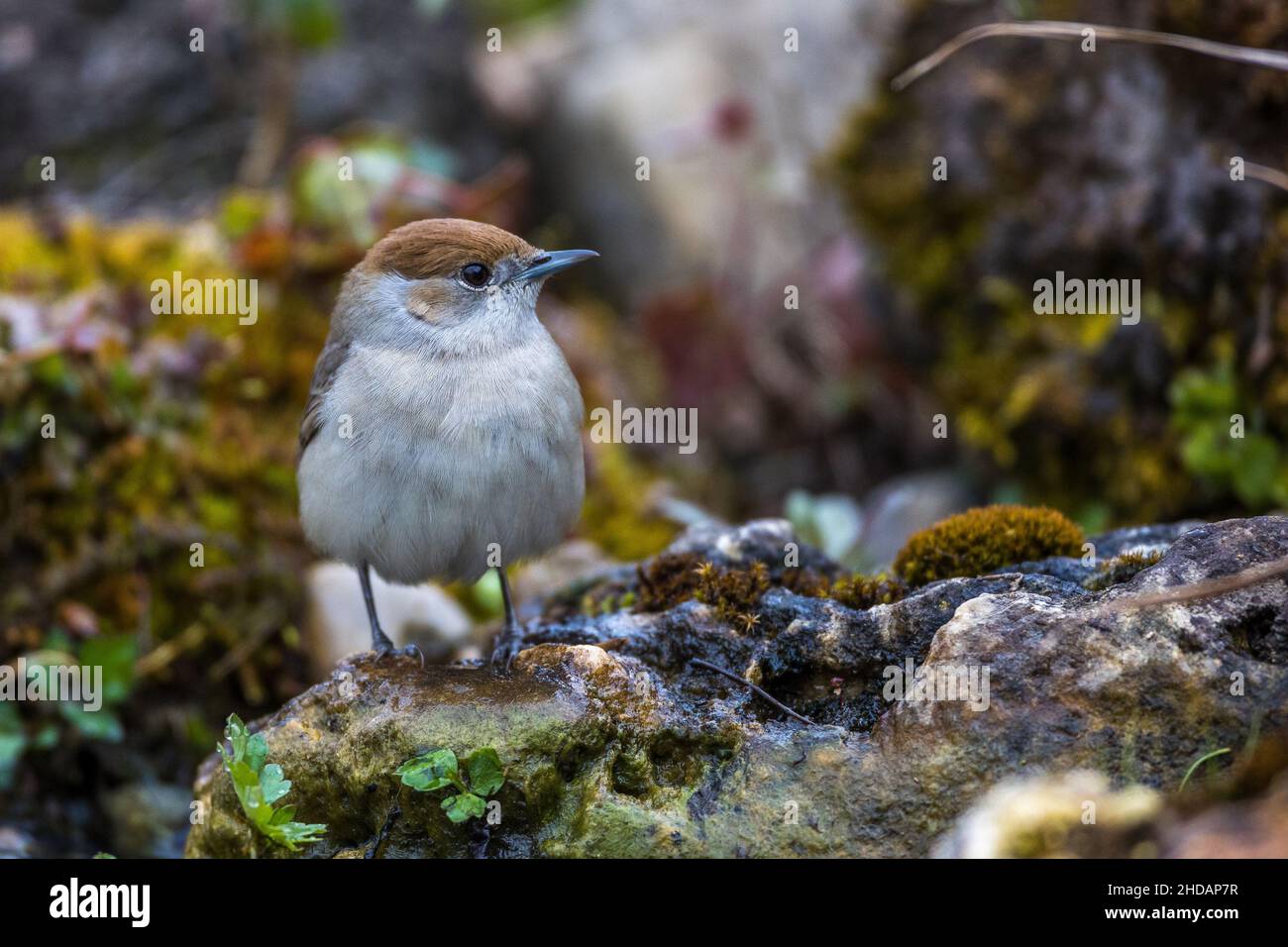 Sylvia atricapilla weiblich hi-res stock photography and images - Alamy