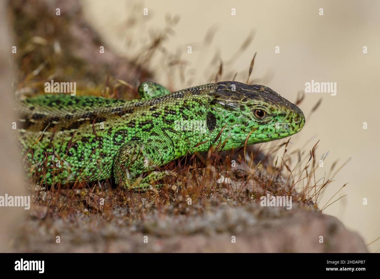 Zauneidechse (Lacerta agilis) Männchen Stock Photo - Alamy