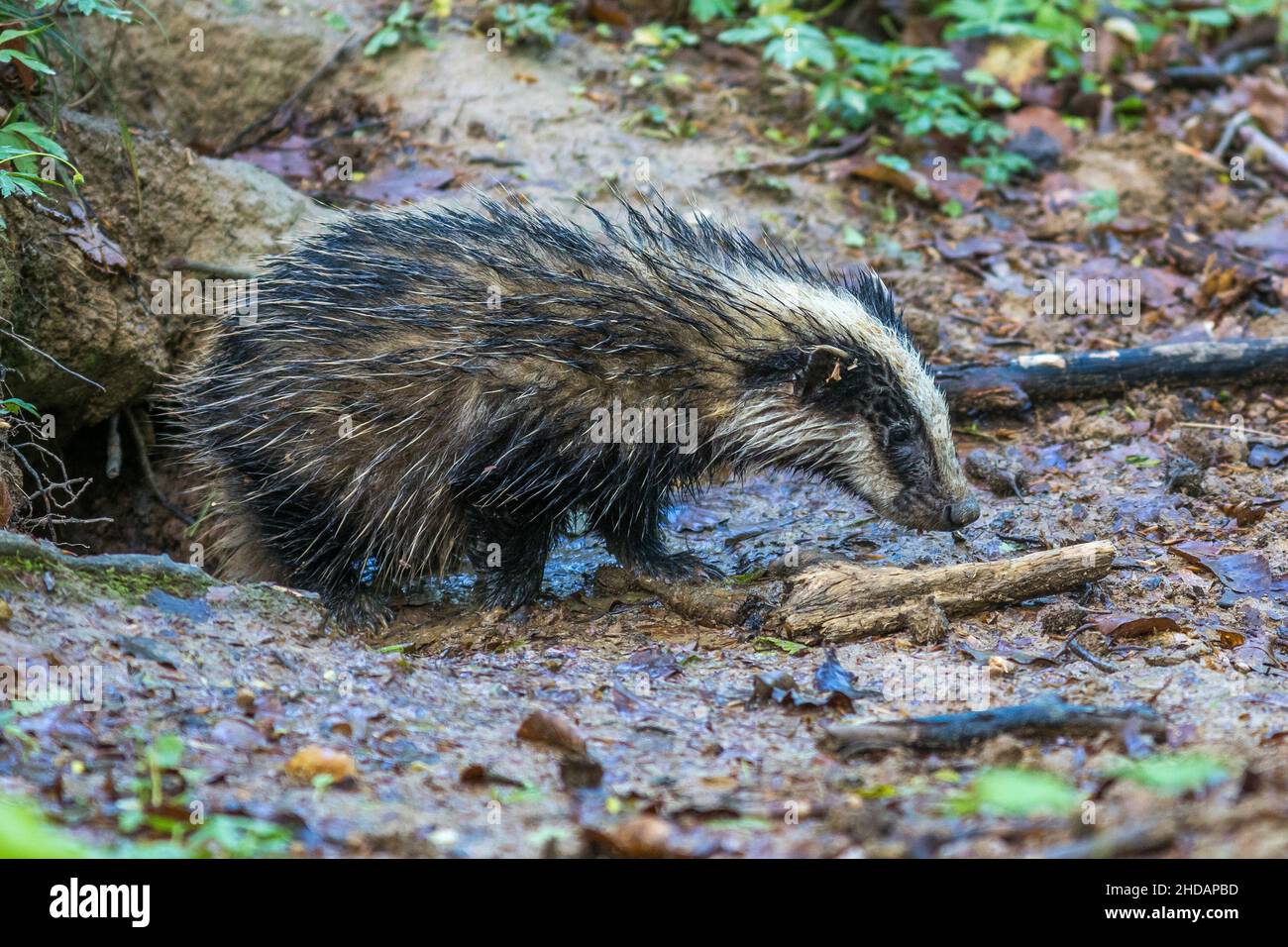 Dachs (Meles meles), Jungtier Stock Photo - Alamy