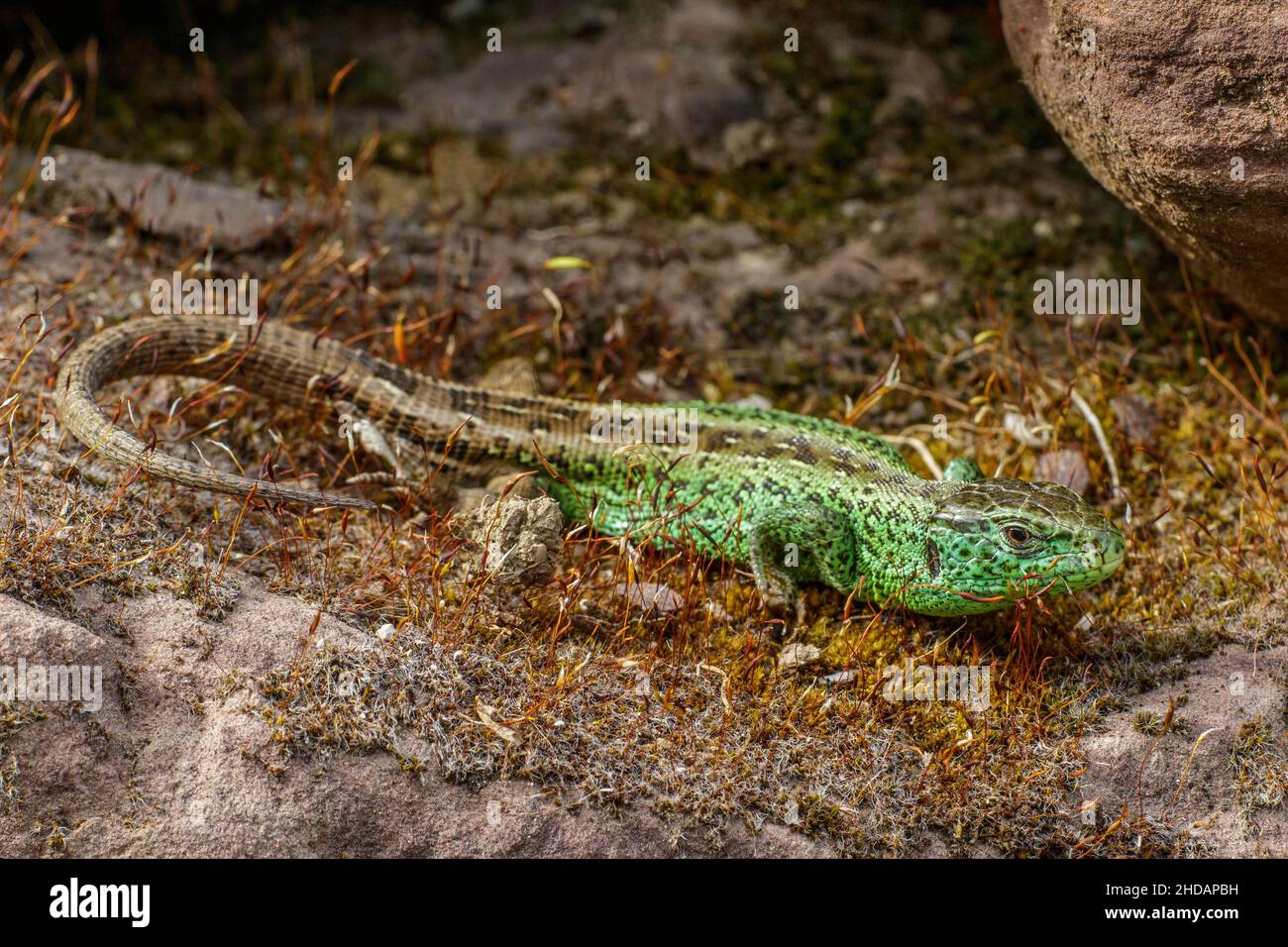 Zauneidechse (Lacerta agilis) Männchen Stock Photo - Alamy