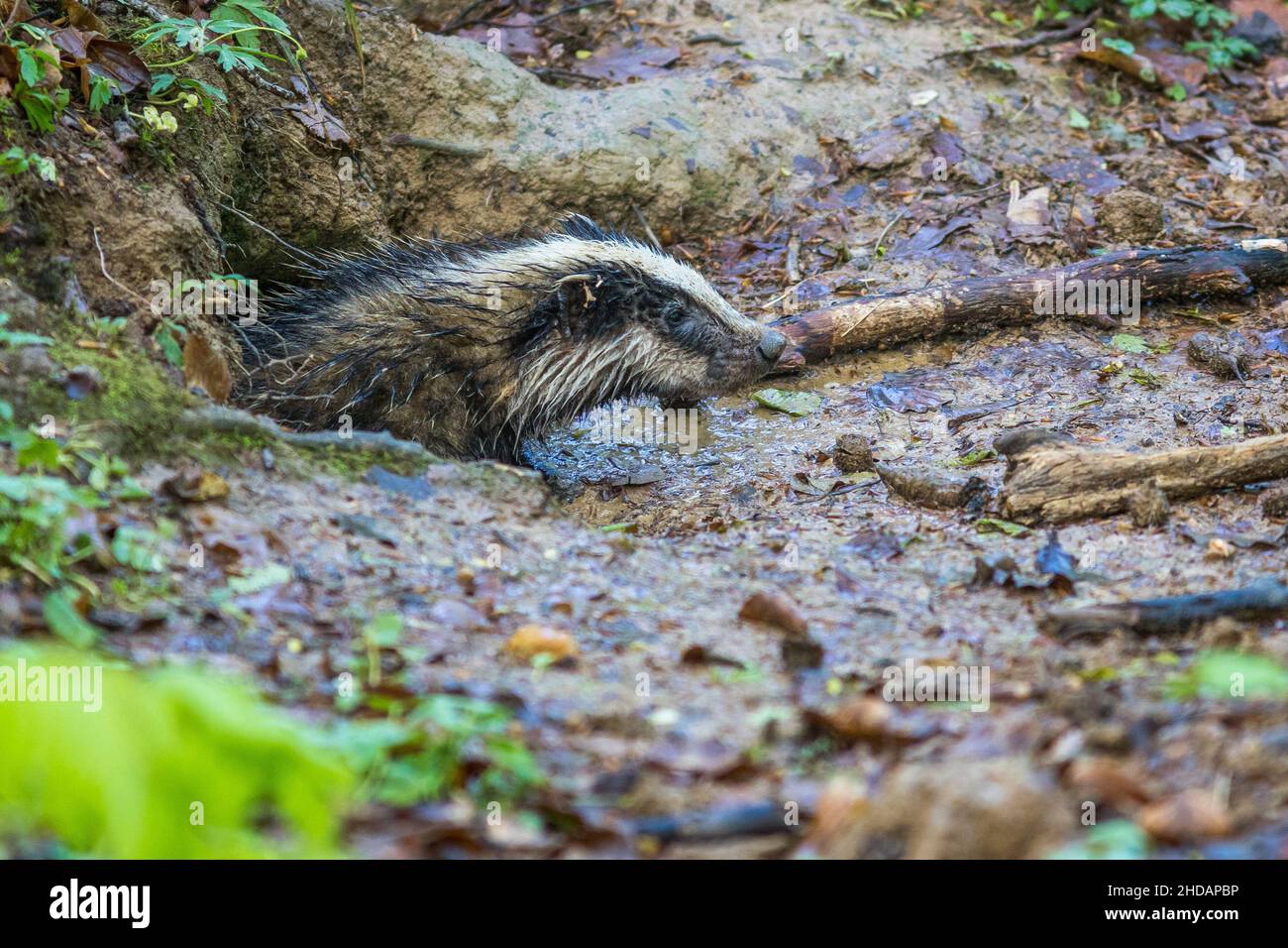 Dachs (Meles meles), Jungtier Stock Photo - Alamy