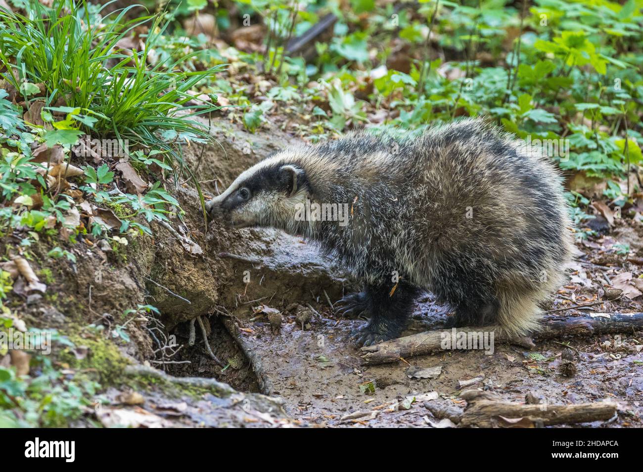 Dachs (Meles meles), Jungtier Stock Photo - Alamy