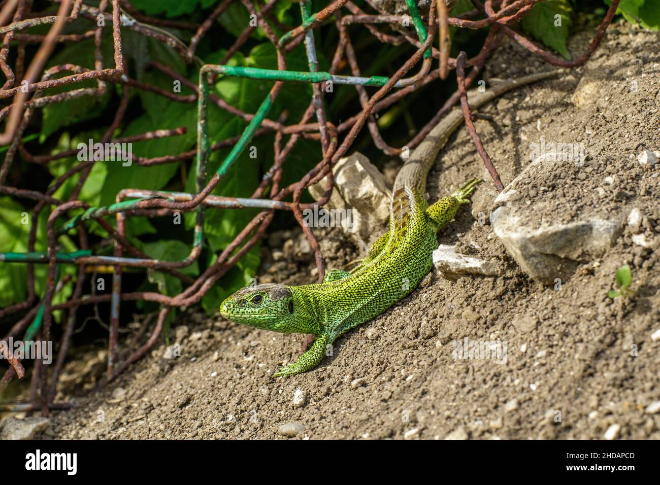 Männchen zauneidechse hi-res stock photography and images - Alamy