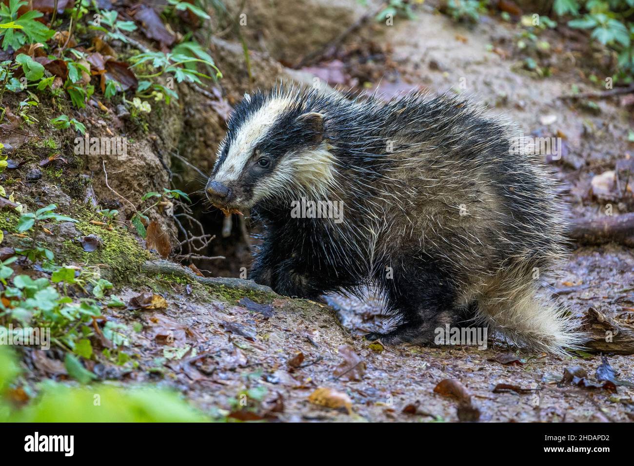 Dachs (Meles meles), Jungtier Stock Photo - Alamy